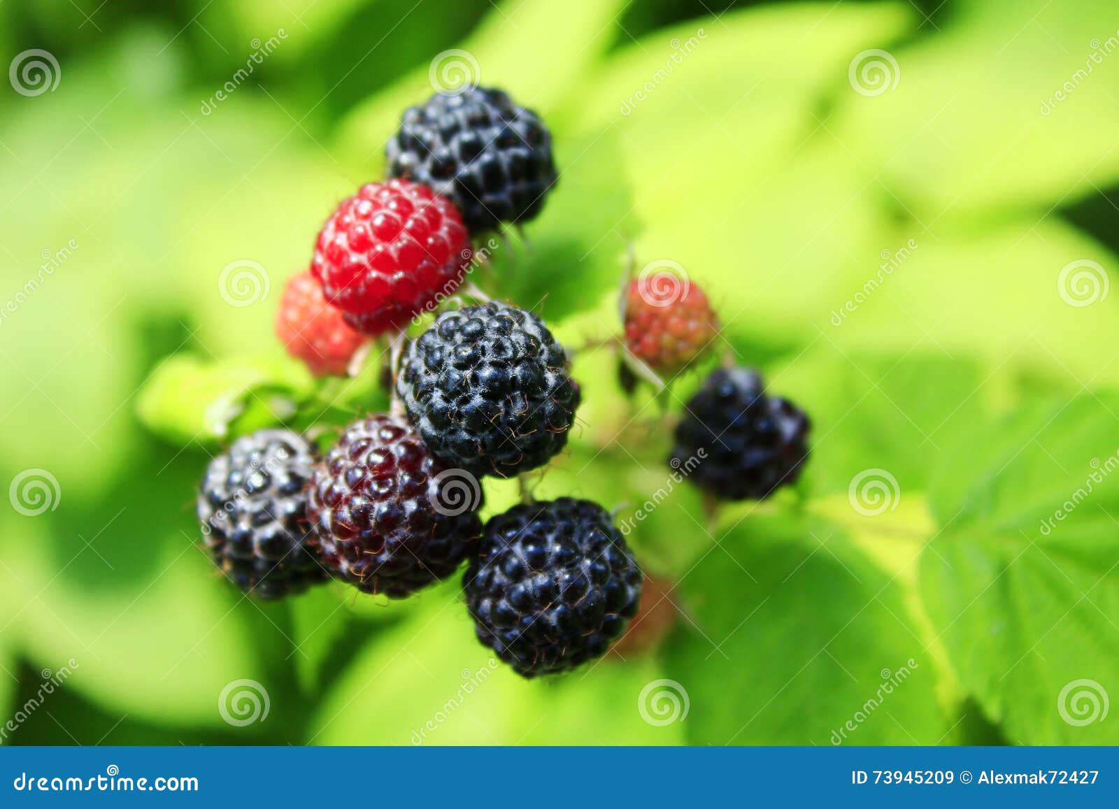 Frambuesa Negra En El Arbusto Imagen de archivo - Imagen de fresco ...