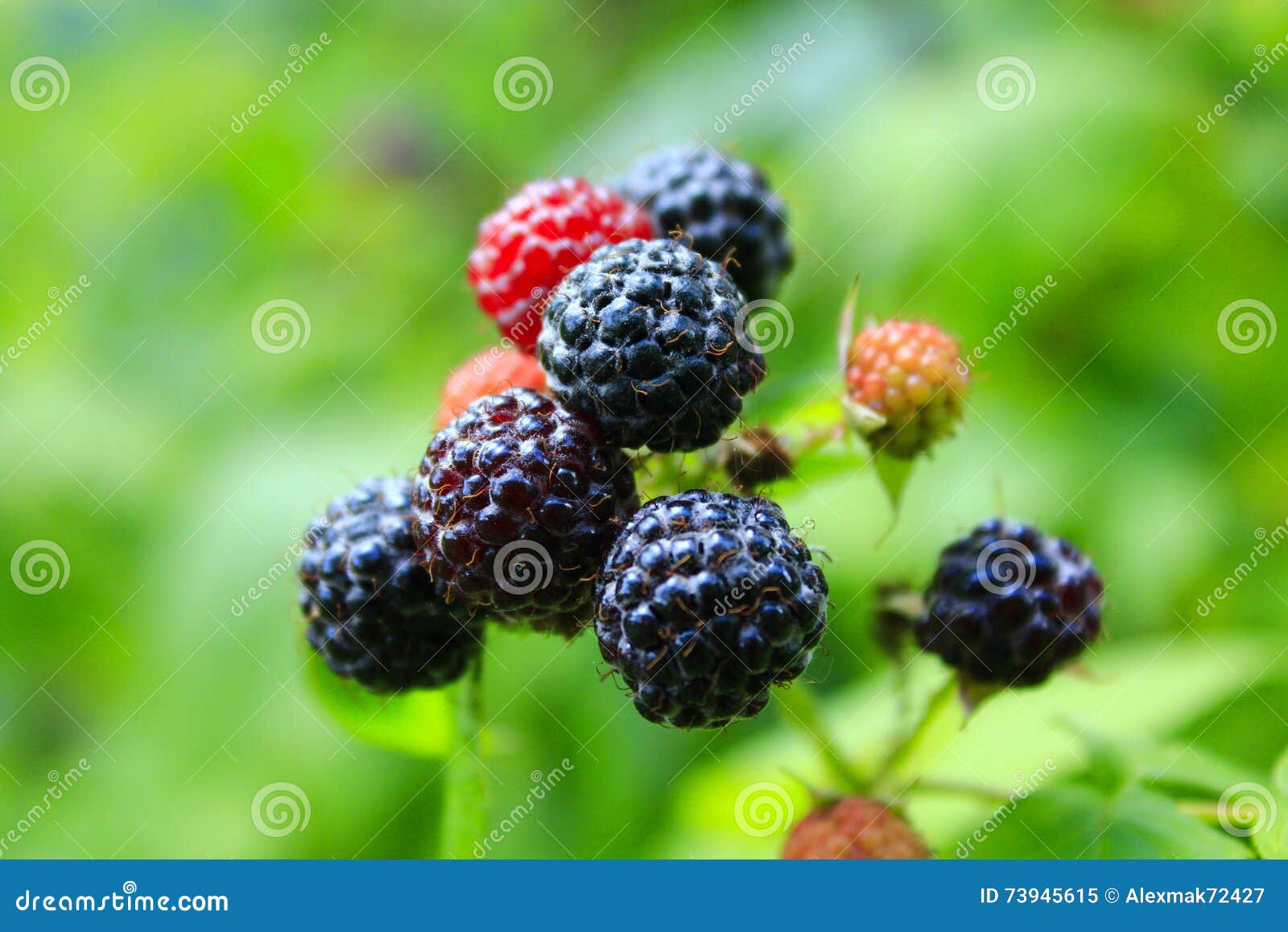 Frambuesa Negra En El Arbusto Imagen de archivo - Imagen de verano ...
