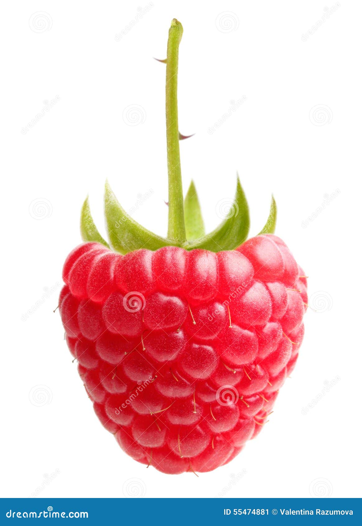 Frambuesa Roja De La Baya Aislada Imagen de archivo - Imagen de rojo ...