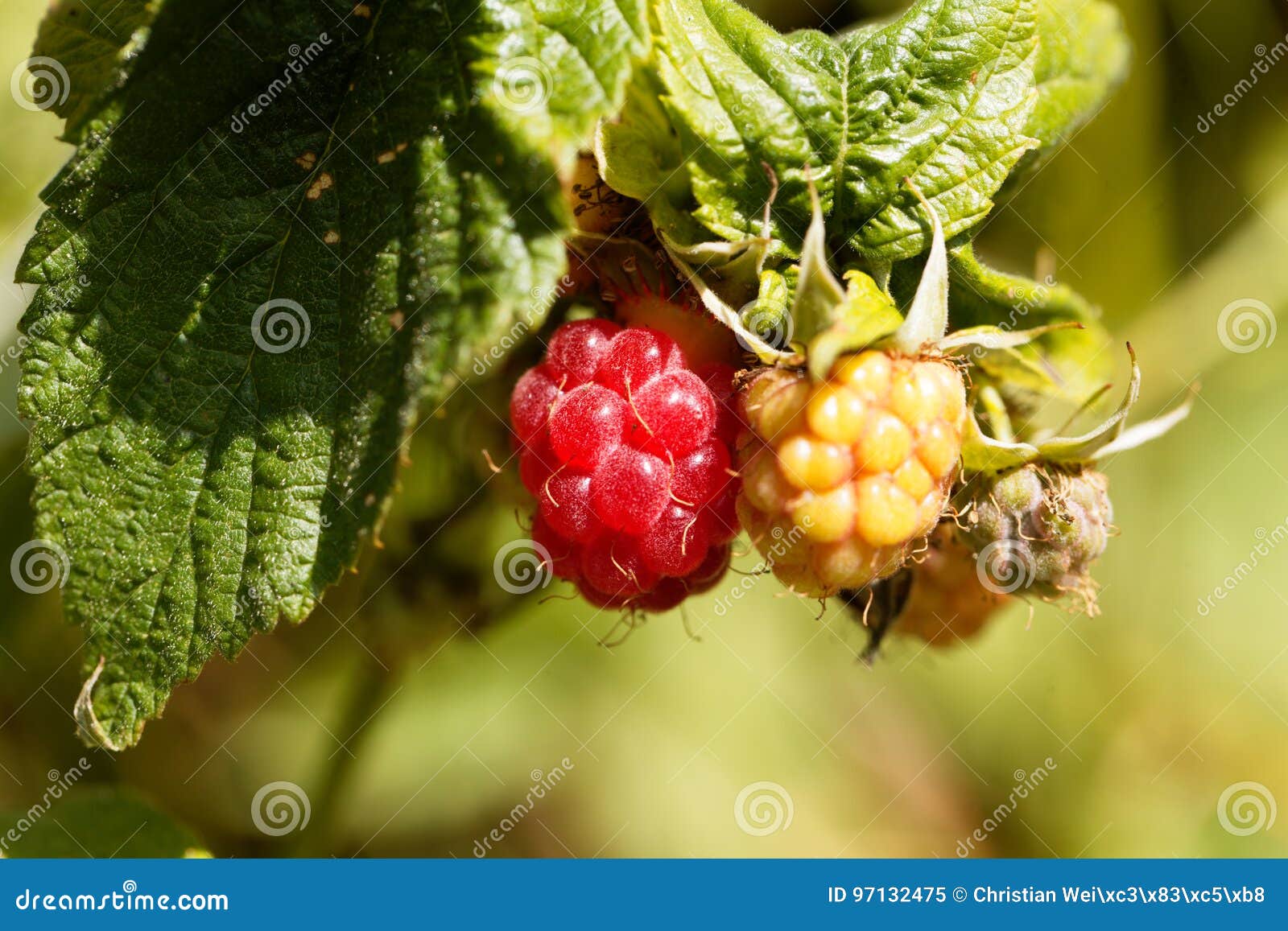 Frambuesa Roja, Idaeus Del Rubus Imagen de archivo - Imagen de crezca ...