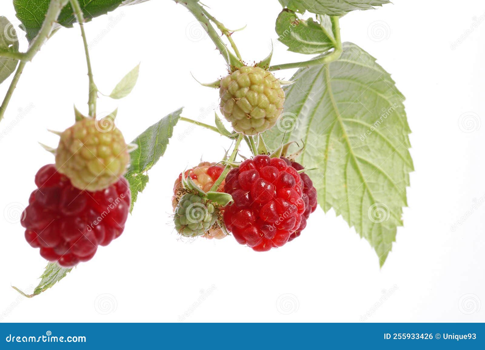 Frambuesas con hojas foto de archivo. Imagen de postre - 255933426