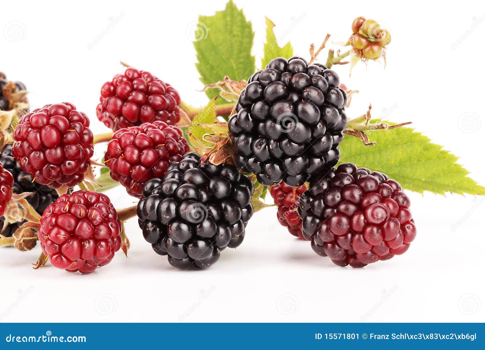 Frambuesas Negras De Las Zarzamoras Imagen de archivo - Imagen de grupo ...