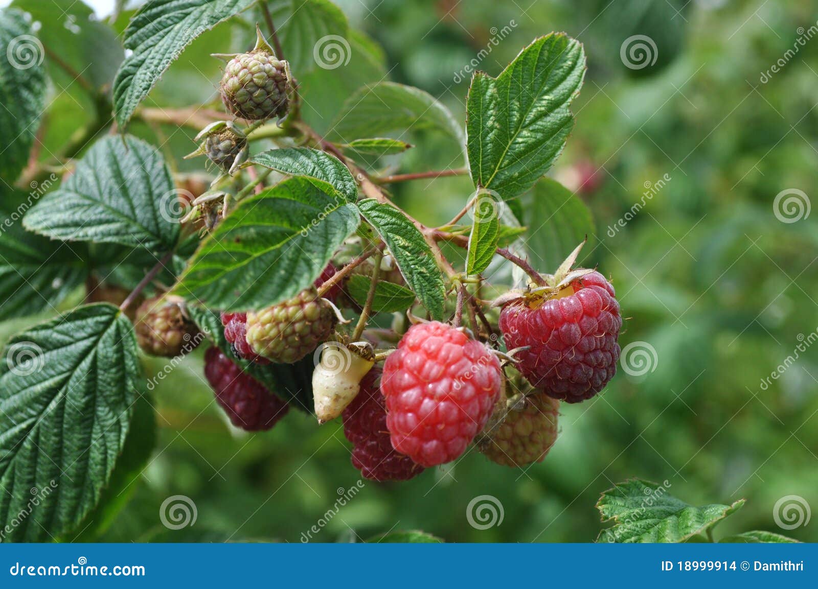Frambuesas rojas foto de archivo. Imagen de bayas, fruta - 18999914