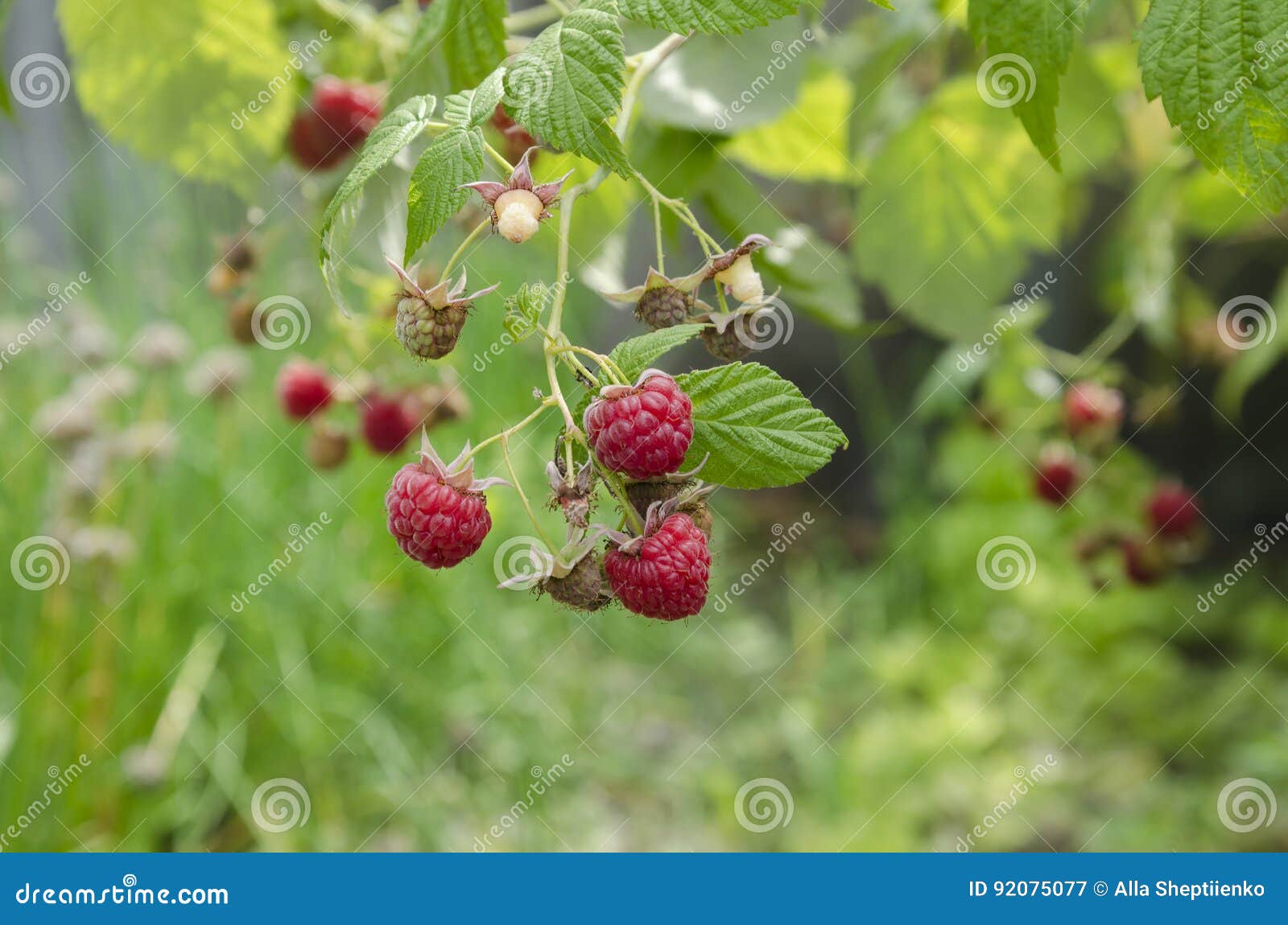 Frambuesas Rojas Maduras En El Arbusto Imagen de archivo - Imagen de ...