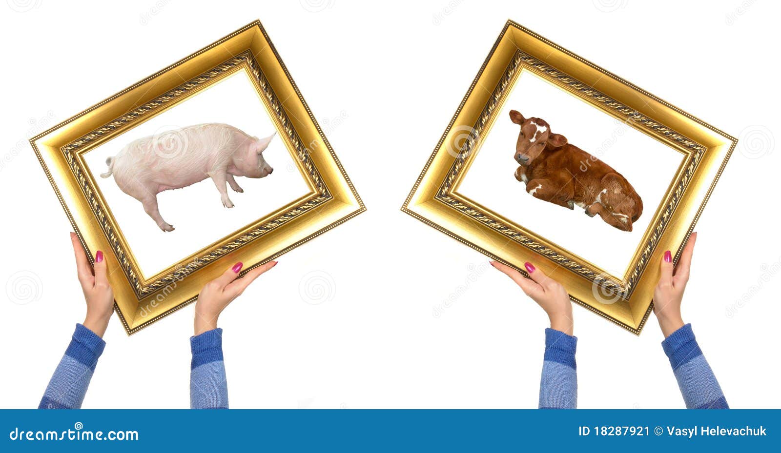 Frame stock image. Image of farming, bull, wildlife, frame - 18287921