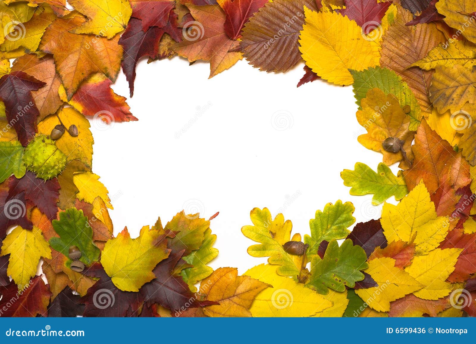 Frame from autumn leaves stock photo. Image of lilac, macro - 6599436