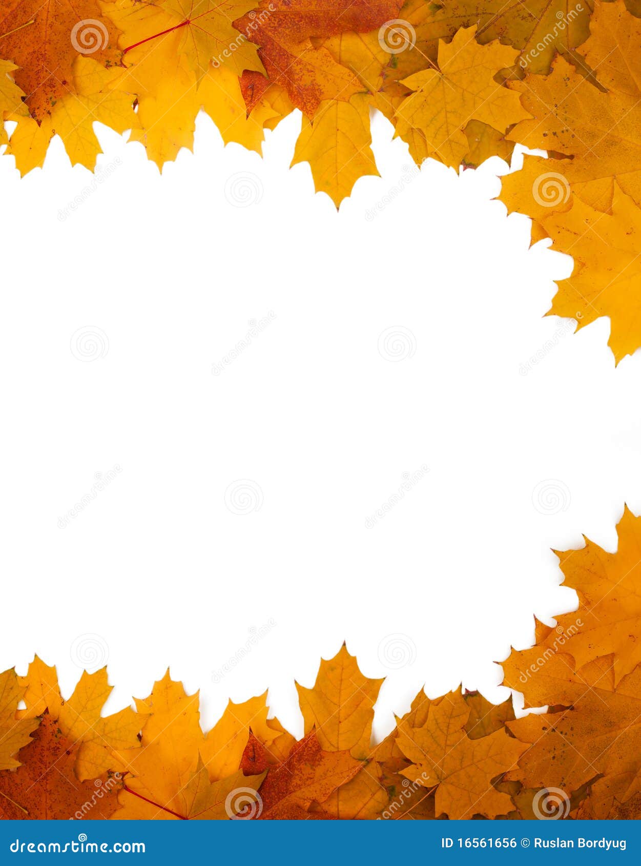 Frame of Autumn Leaves on a White Background Stock Photo - Image of ...