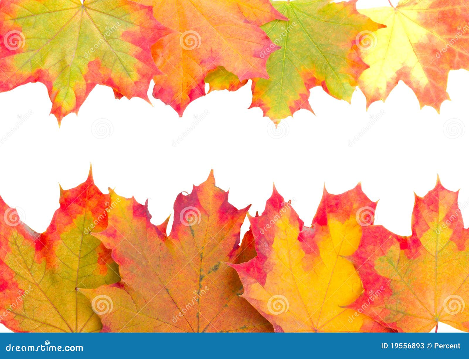 Frame from Autumn Maple Leaves Stock Image - Image of bright, close ...