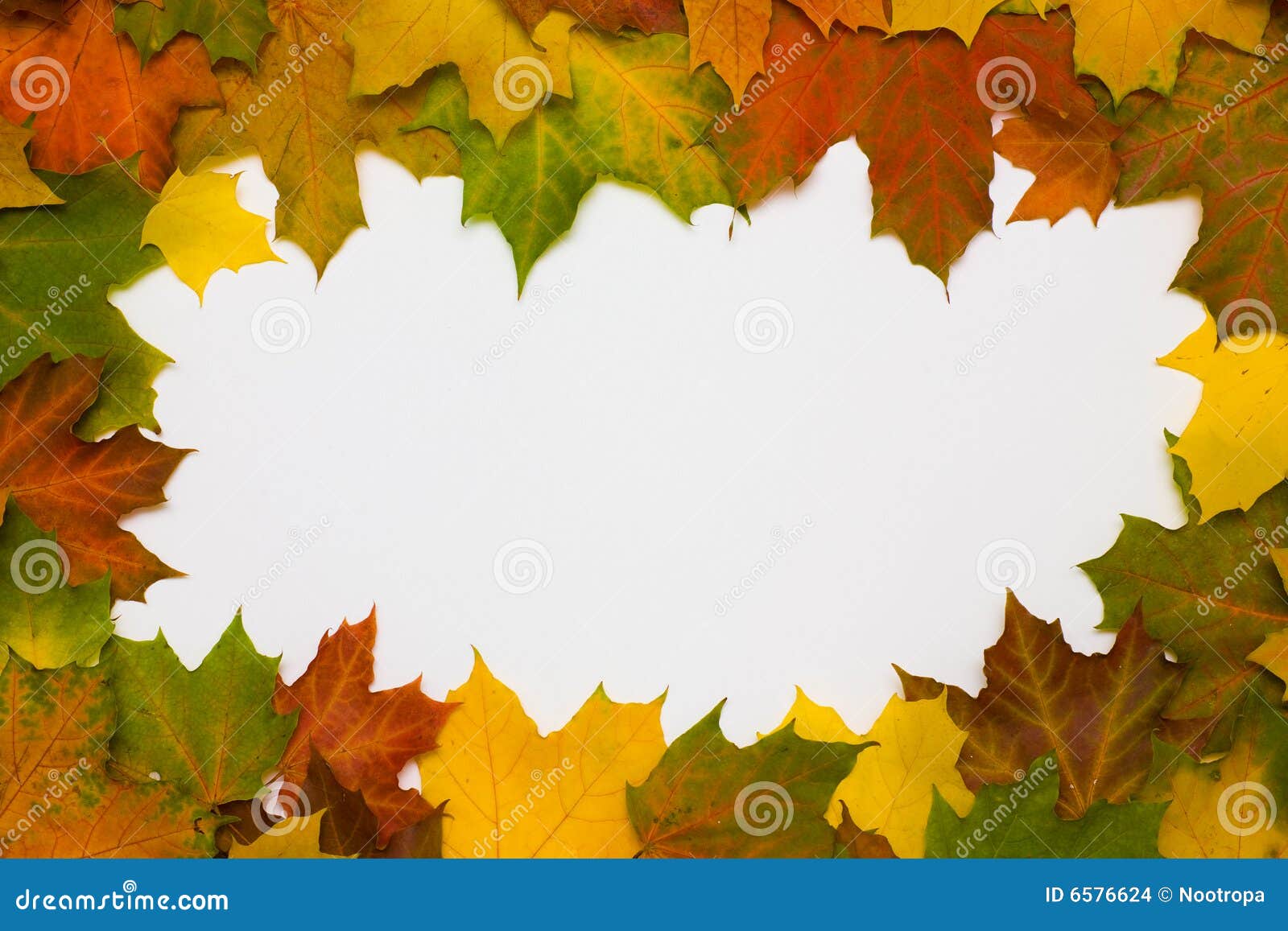 Frame from Autumn Maple Leaves Stock Photo - Image of colourful, design ...