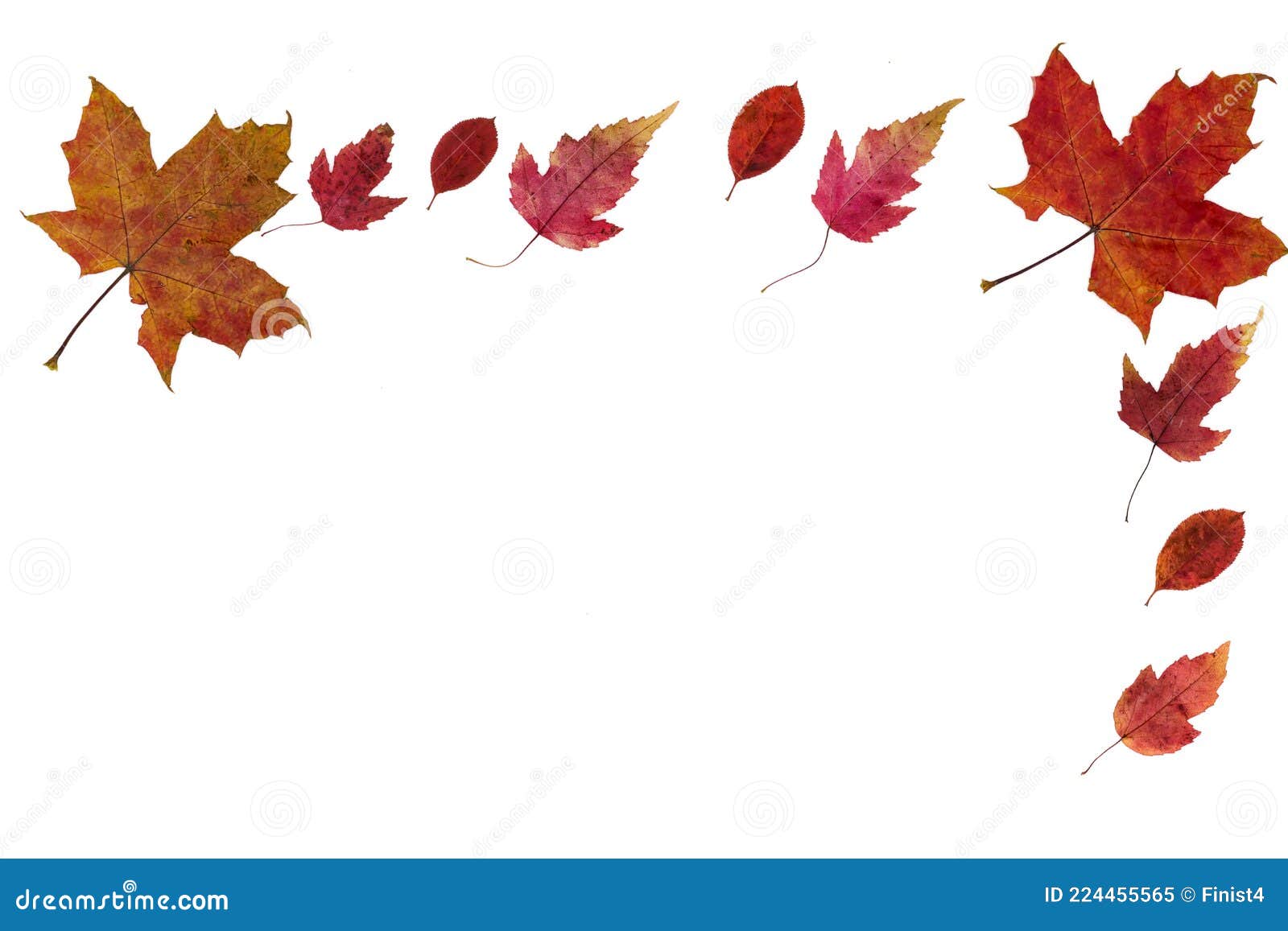 Frame from Autumn Red Leaves of Different Types on a White Background ...