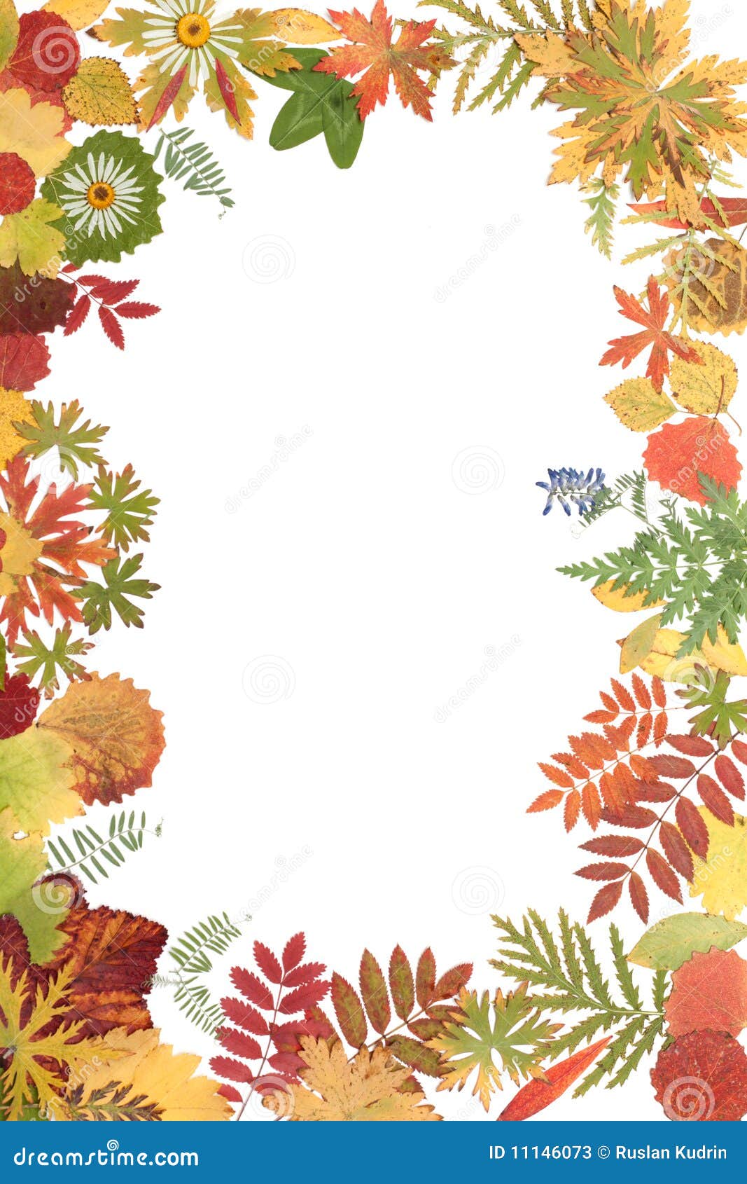 Frame from autumn sheet stock image. Image of form, bright - 11146073