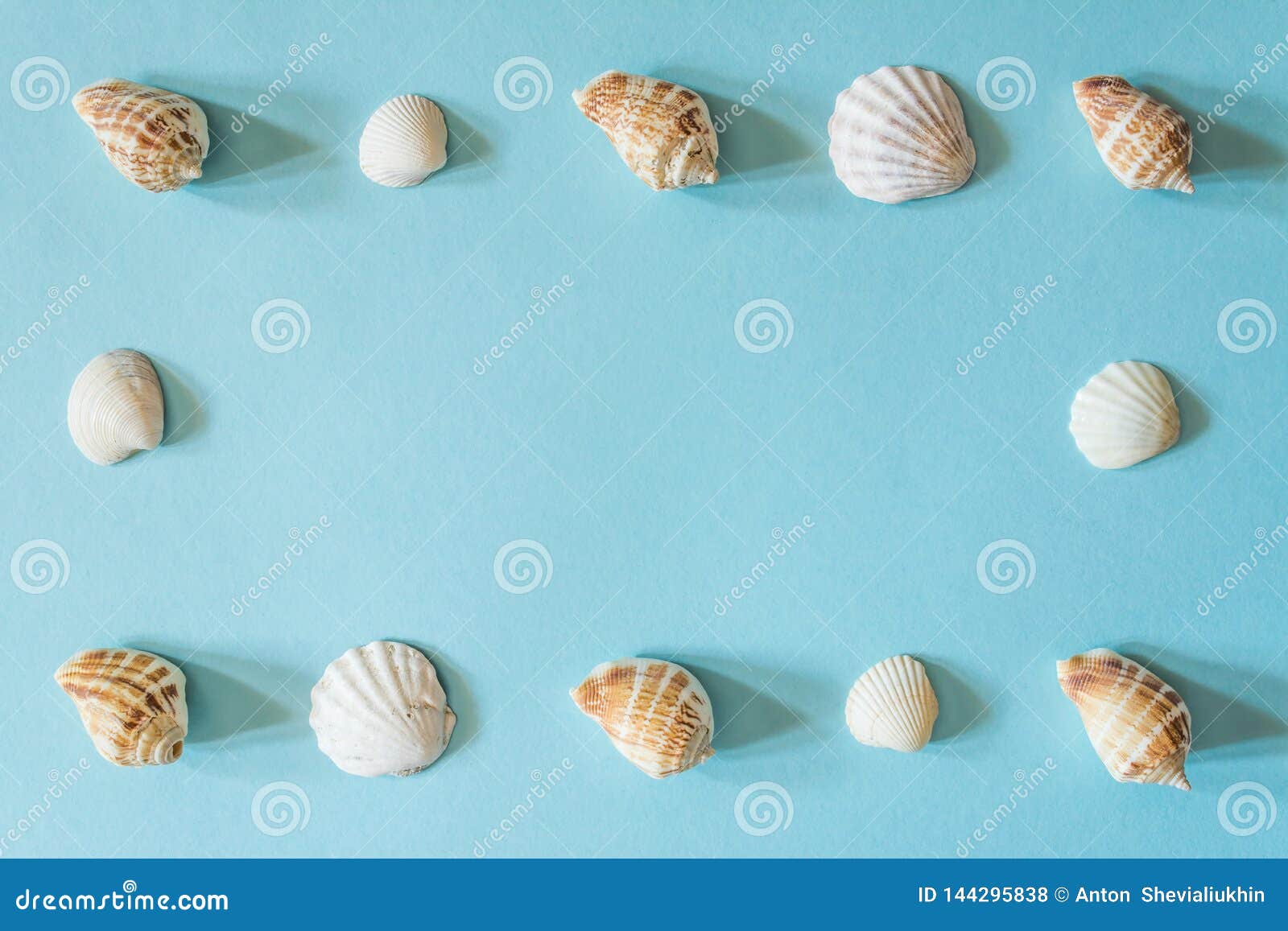 Frame of Beautiful Different Seashells on a Blue Background. Mollusk ...