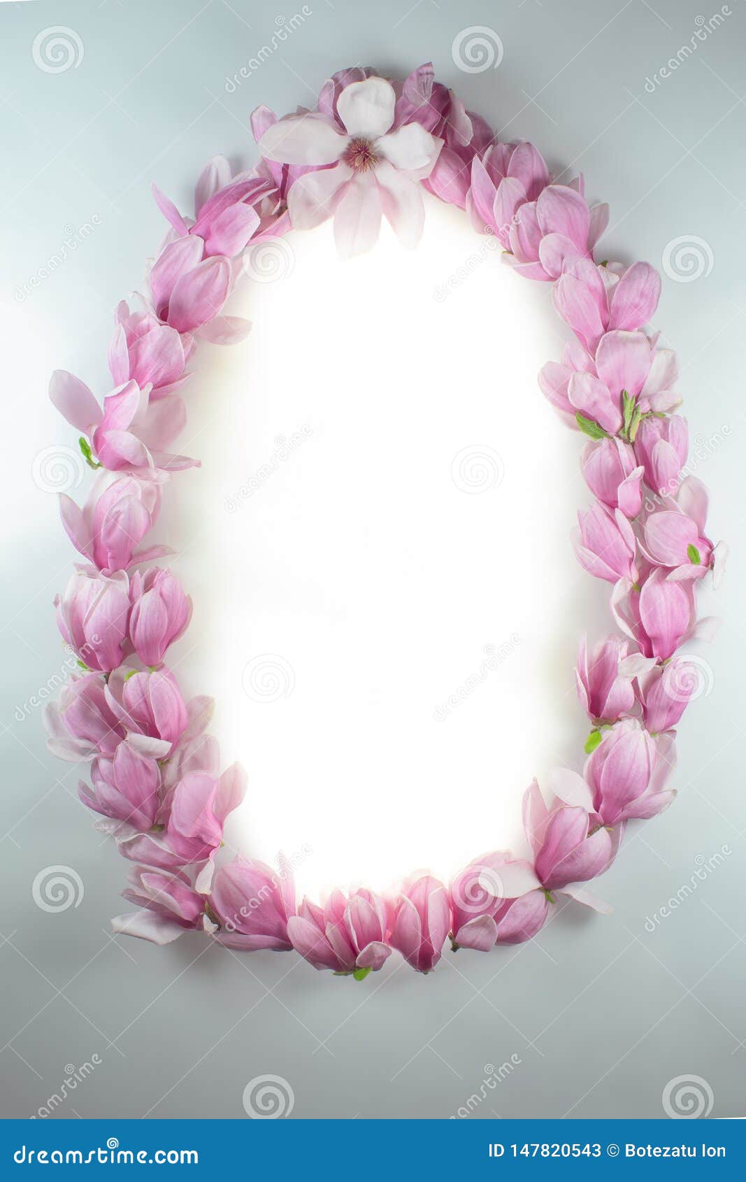 Frame Made of Magnolia Flowers on a White Board Stock Image - Image of ...