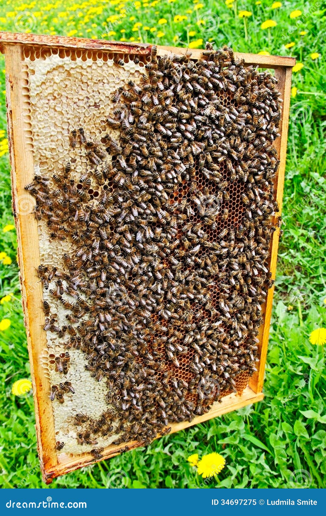 Frame of bee. stock image. Image of frame, dander, fear - 34697275