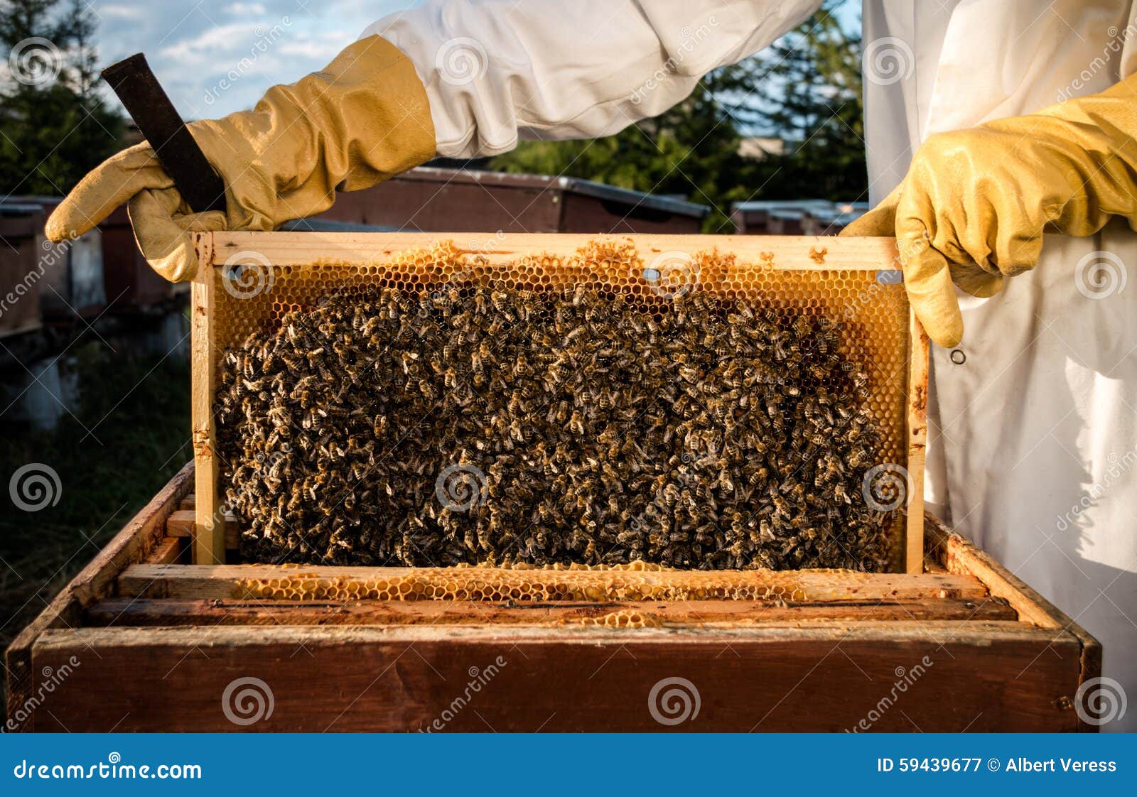 Frame with bees stock image. Image of agriculture, protective - 59439677