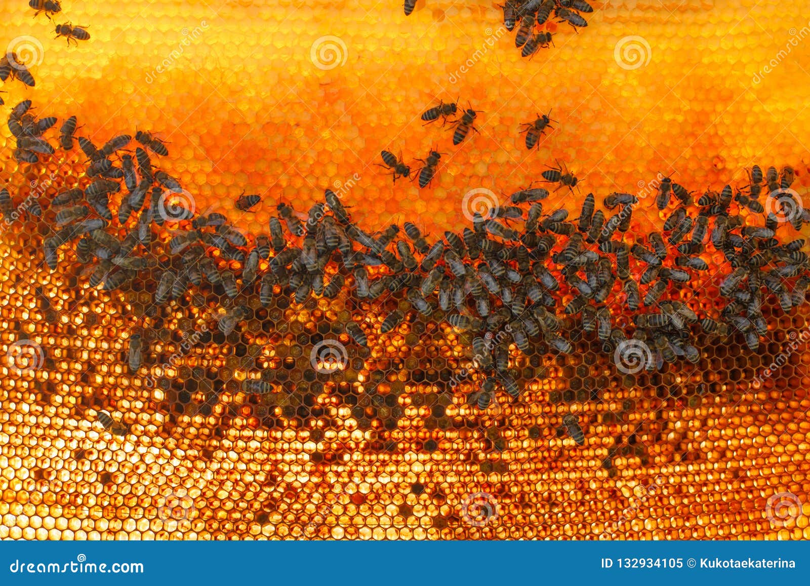 Frame for Bees Close-up in the Background of the Sun Stock Image ...