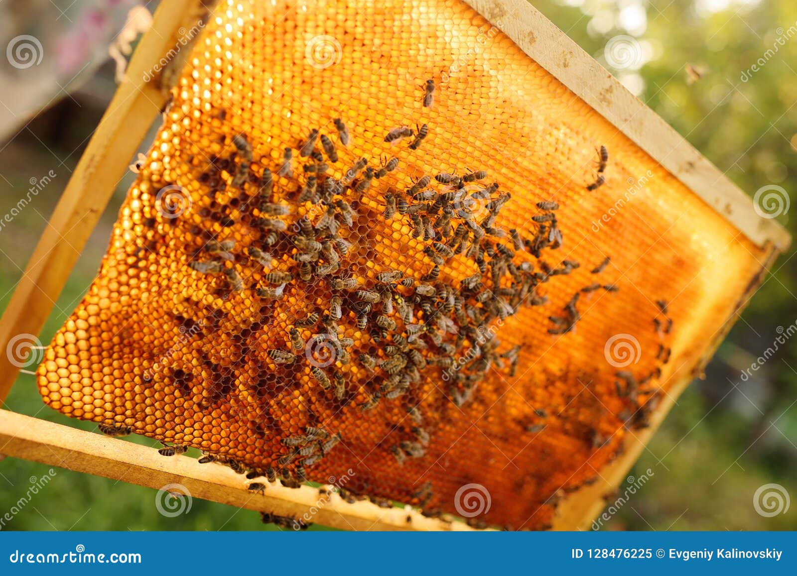 Frame for Bees Close-up in the Hands of a Beekeeper Stock Image - Image ...