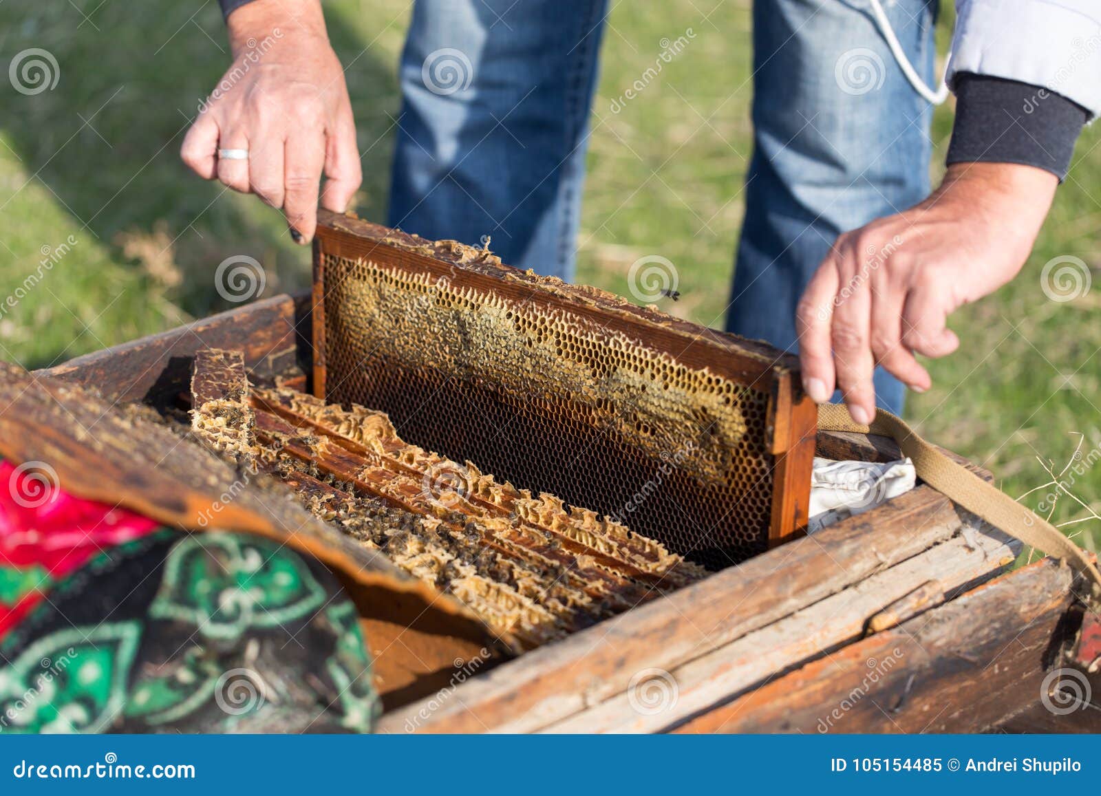 Frame with Bees in the Hands of the Apiary Stock Image - Image of ...