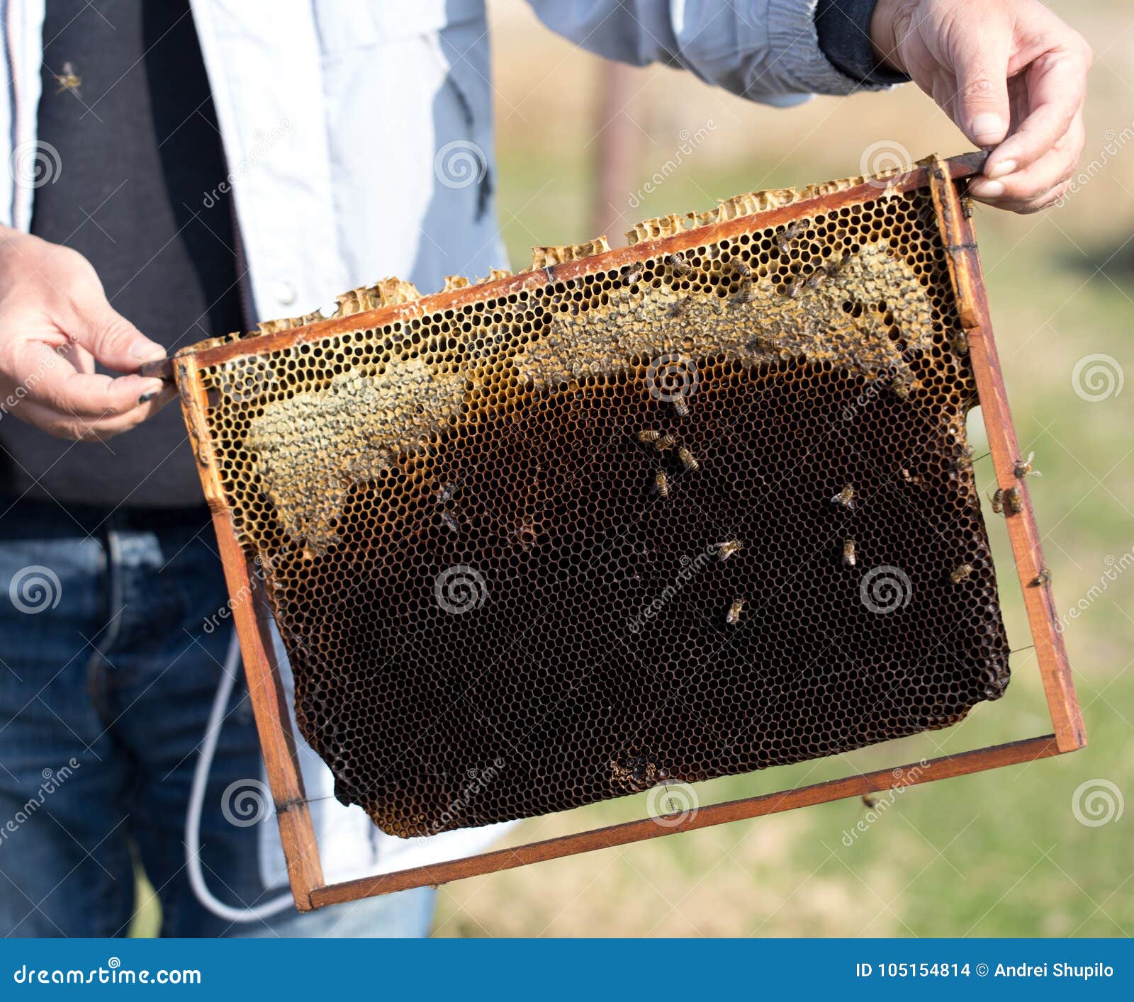 Frame with Bees in the Hands of the Apiary Stock Photo - Image of frame ...