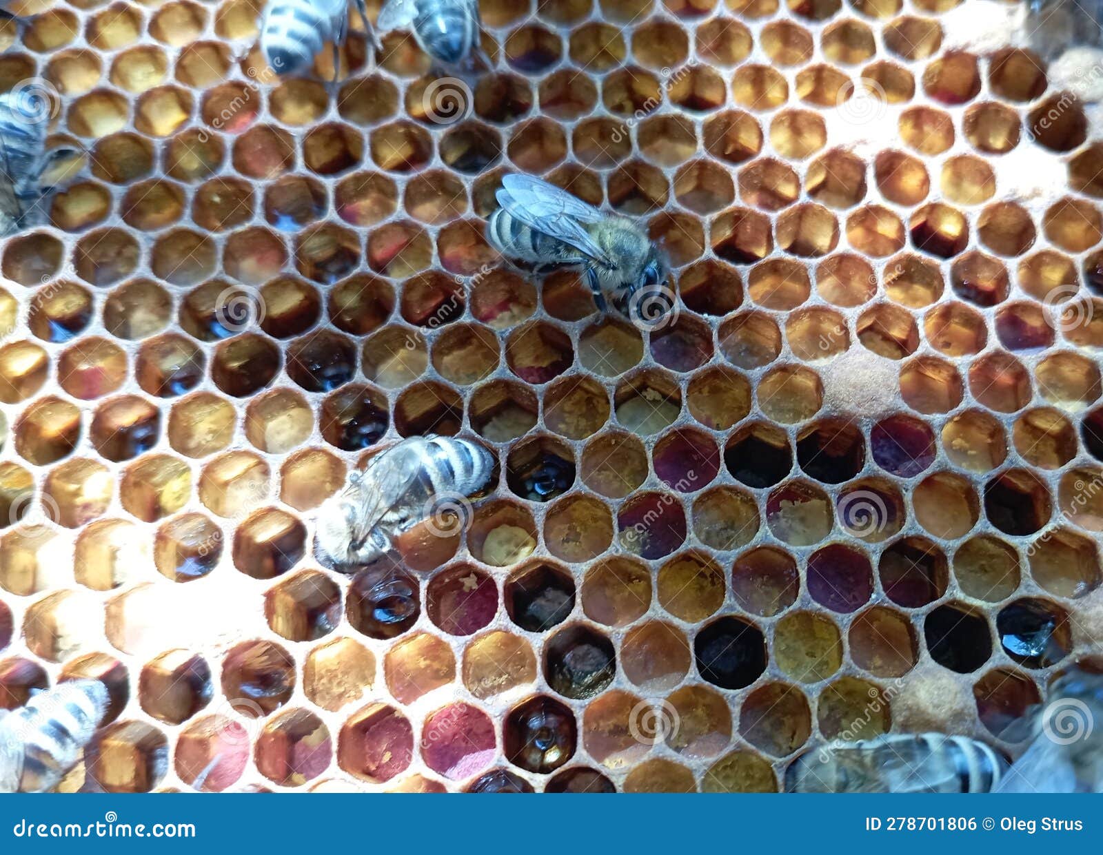 Bees Work Near The Larva Of The Queen Bee. Royal Jelly In Queen Cell ...