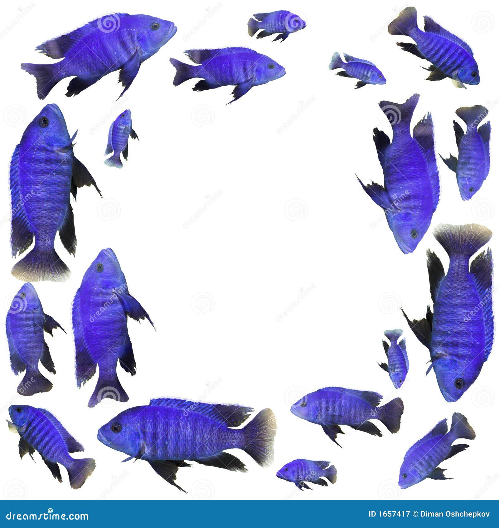 Frame with blue fish stock image. Image of life, full - 1657417
