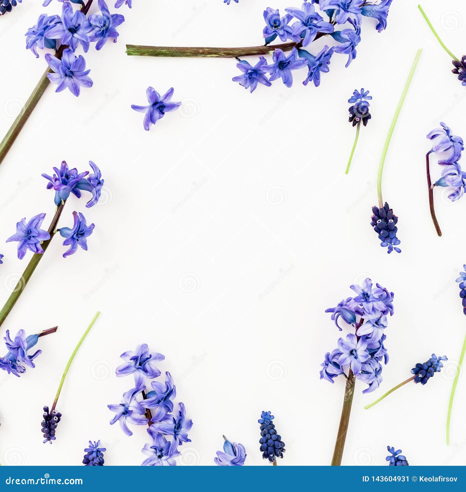 Frame of Blue Flowers and Petals, Floral Pattern on White Background ...