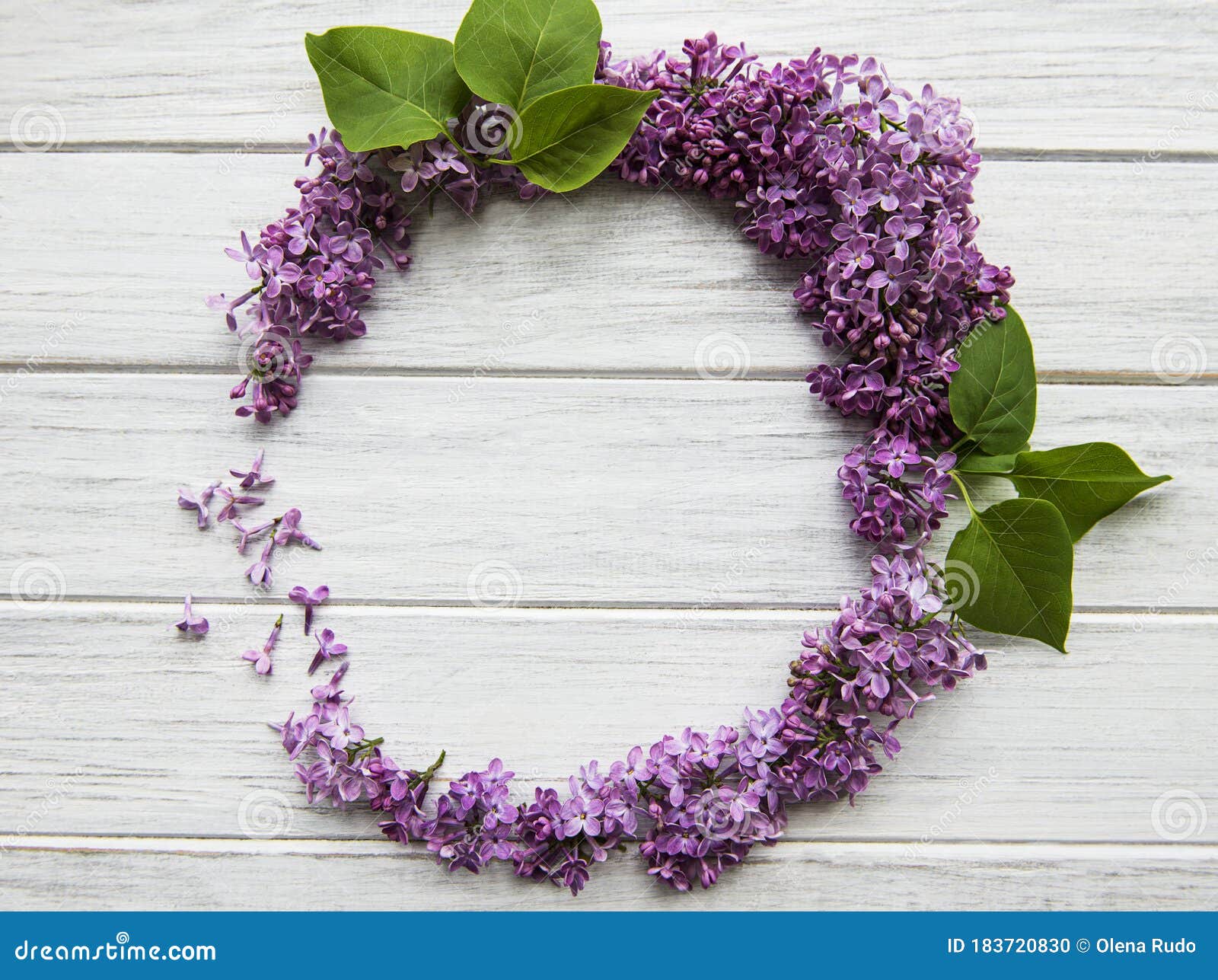 Frame of Branches and Flowers of Lilac in the Shape of a Circle Stock ...