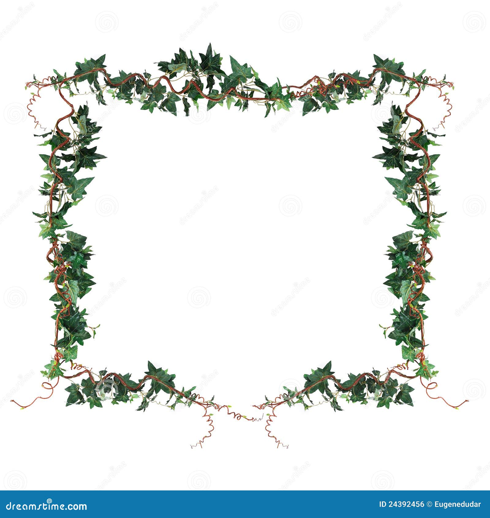 Frame of the Branches of Ivy Stock Photo - Image of green, plant: 24392456