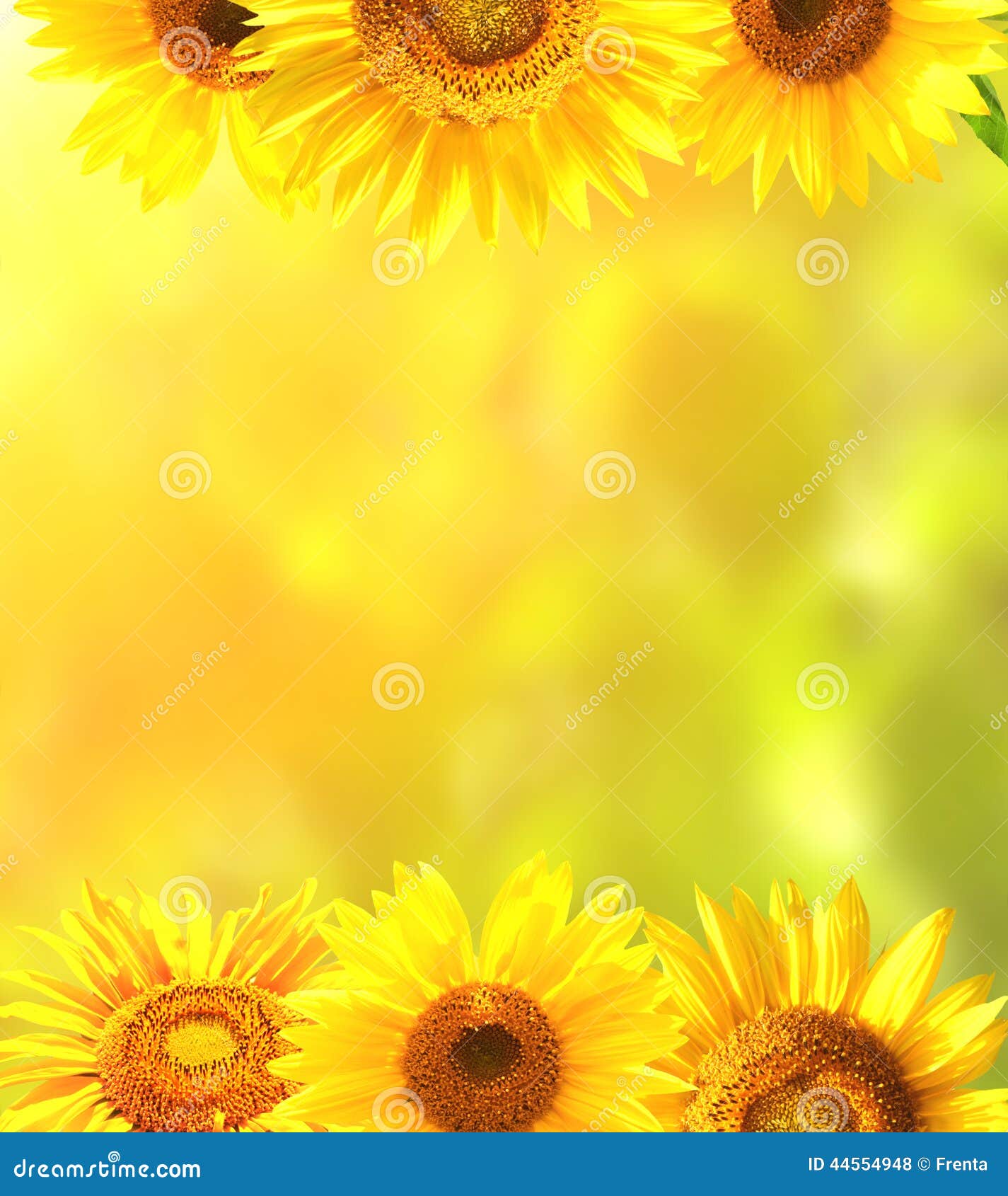Frame with Bright Yellow Sunflowers Stock Photo - Image of leaf ...