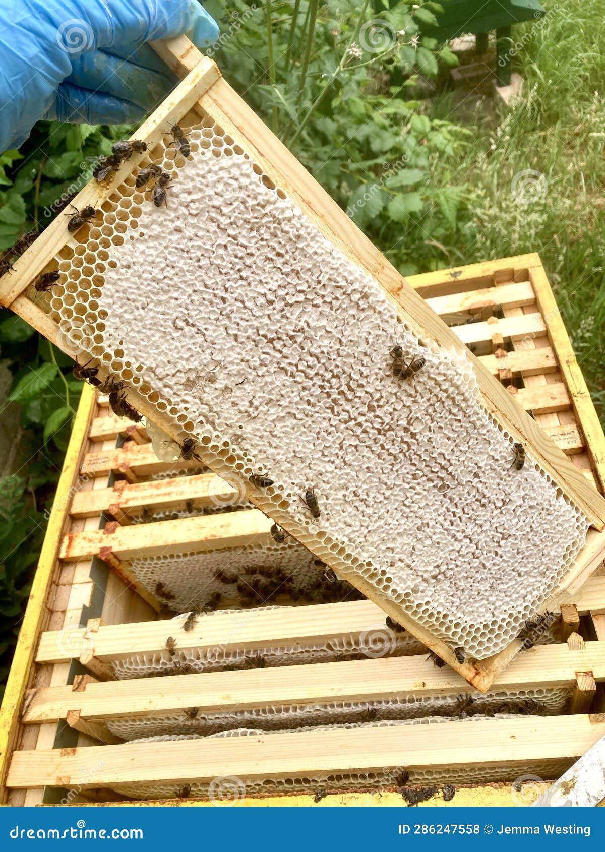 A Frame of Capped Honey from a Beehive Super. Beekeeping Stock Photo ... A Frame of Capped Honey from a Beehive Super. Beekeeping Stock Photo ...