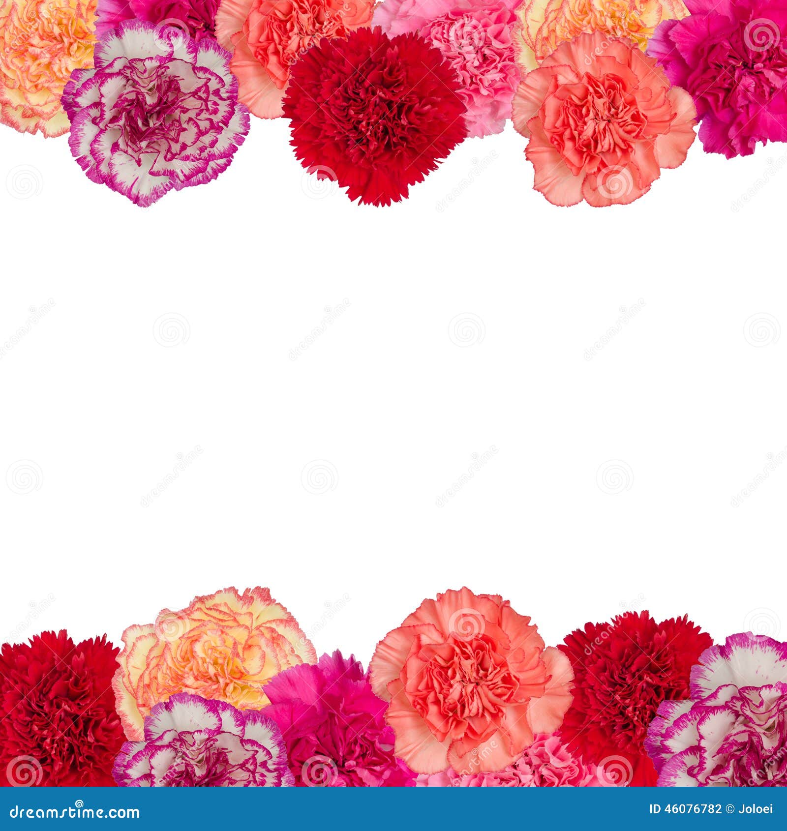 Carnation Flower Border