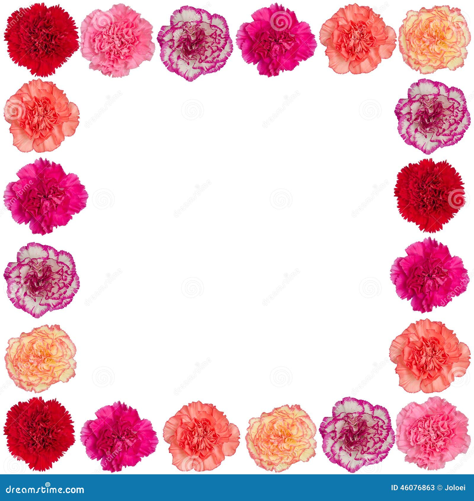 Frame of carnation flower stock image. Image of carnation - 46076863