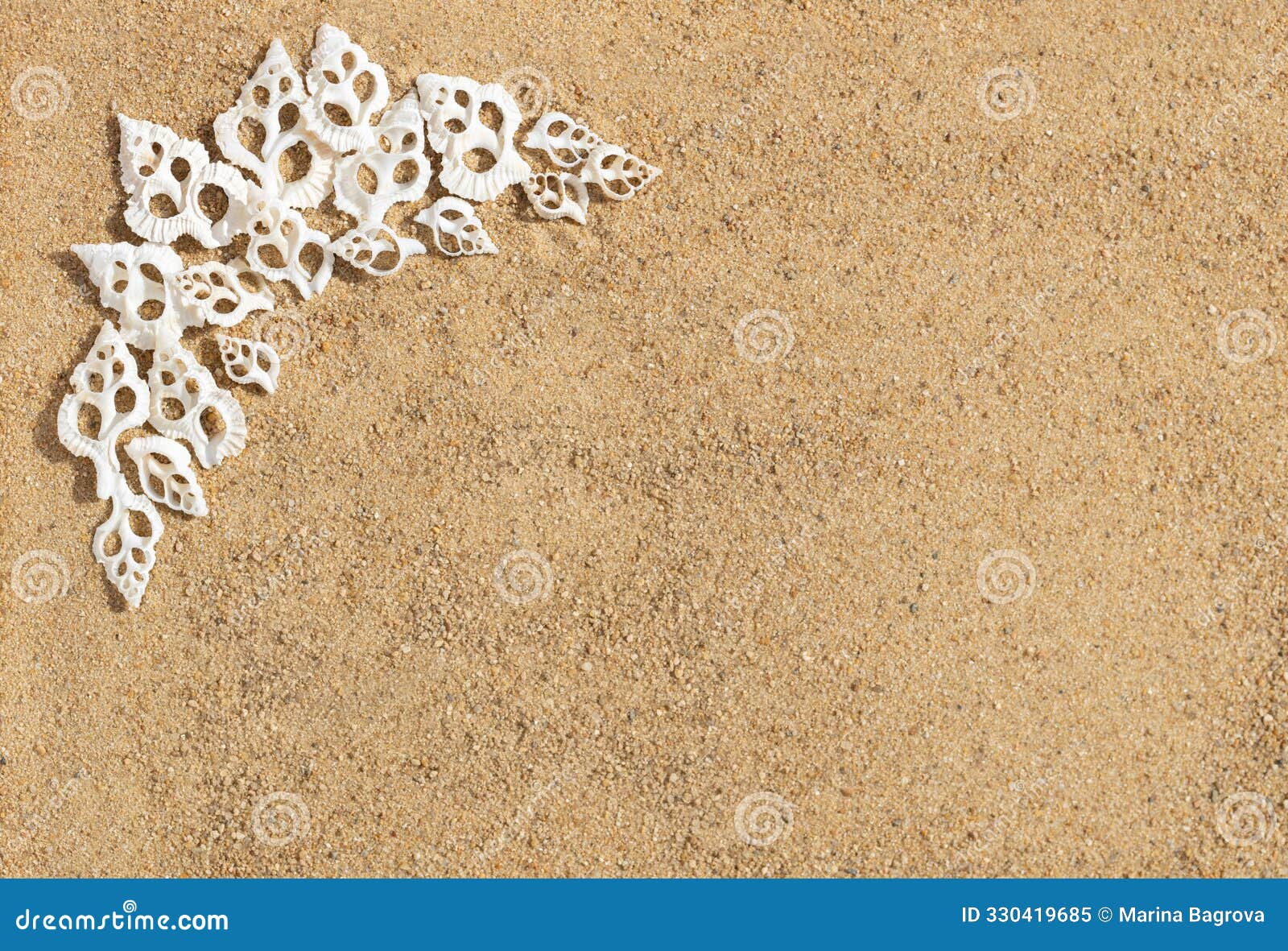 Frame with Carved White Shells on the Sand. Beautiful Seashells on the ...
