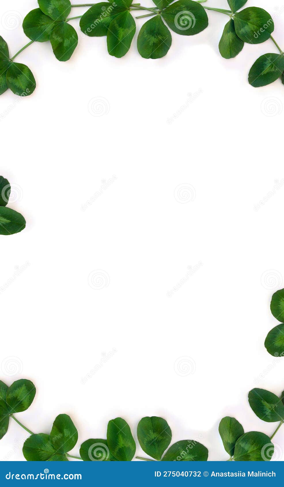 Trefoil Leaves, Four Leaf Clover. Repeating Background. Watercolor For ...