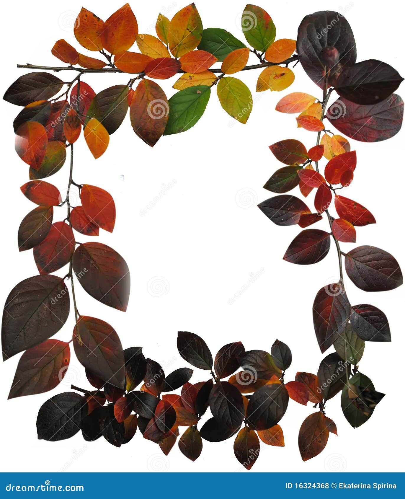 Frame of Coloured Leaves on White Stock Photo - Image of leaf, isolated ...