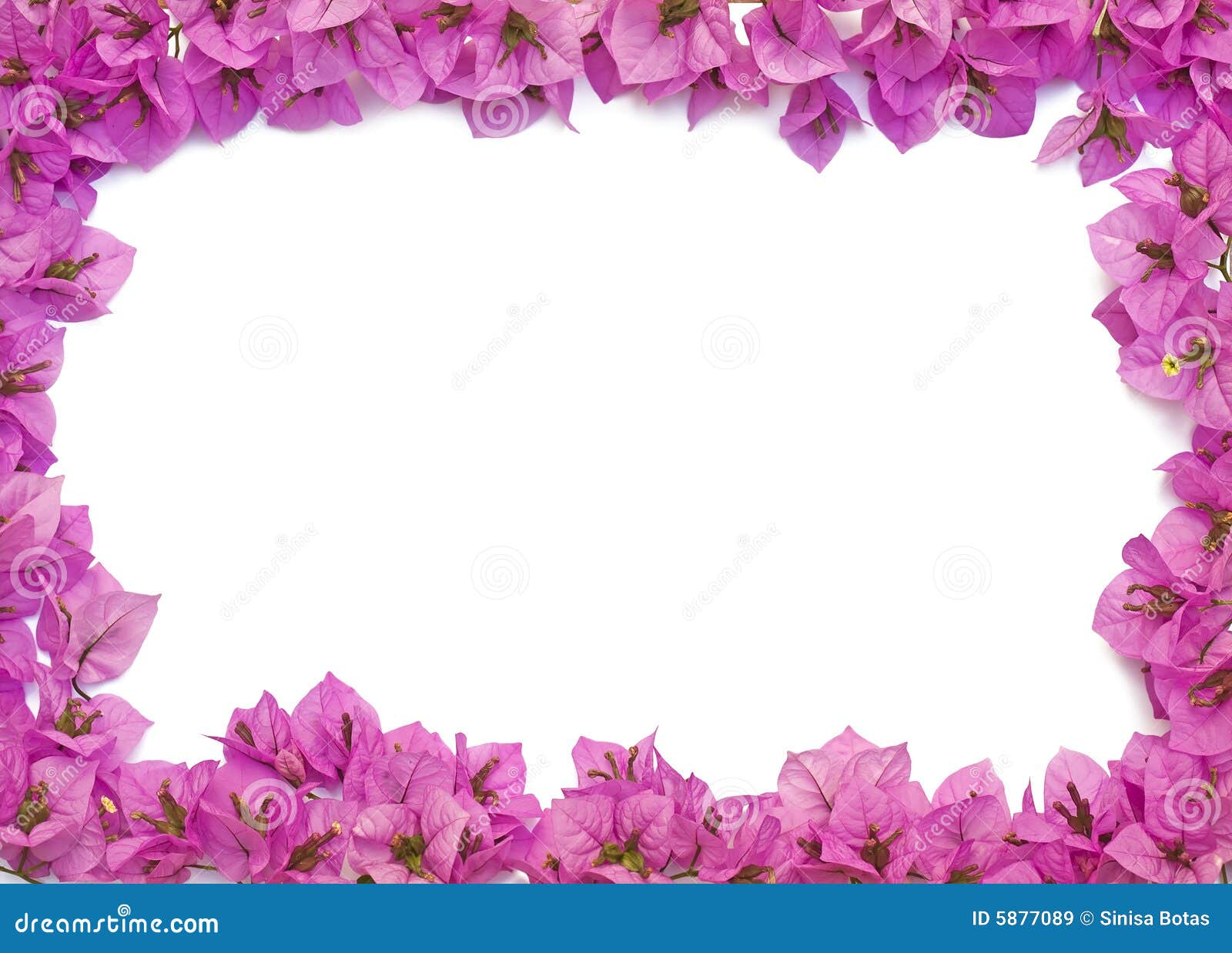 Frame Cor-de-rosa Das Flores Imagem de Stock - Imagem de queda, flores ...