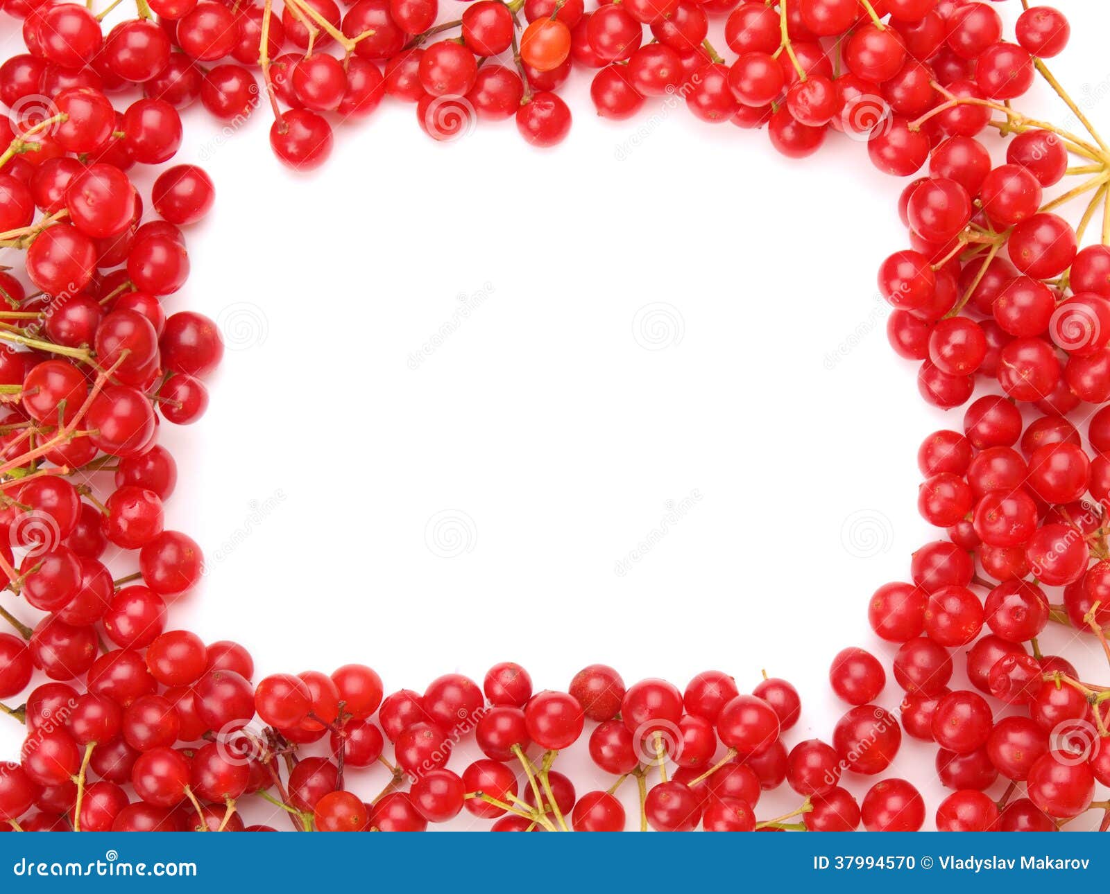 Frame of cranberries stock photo. Image of fruit, color - 37994570