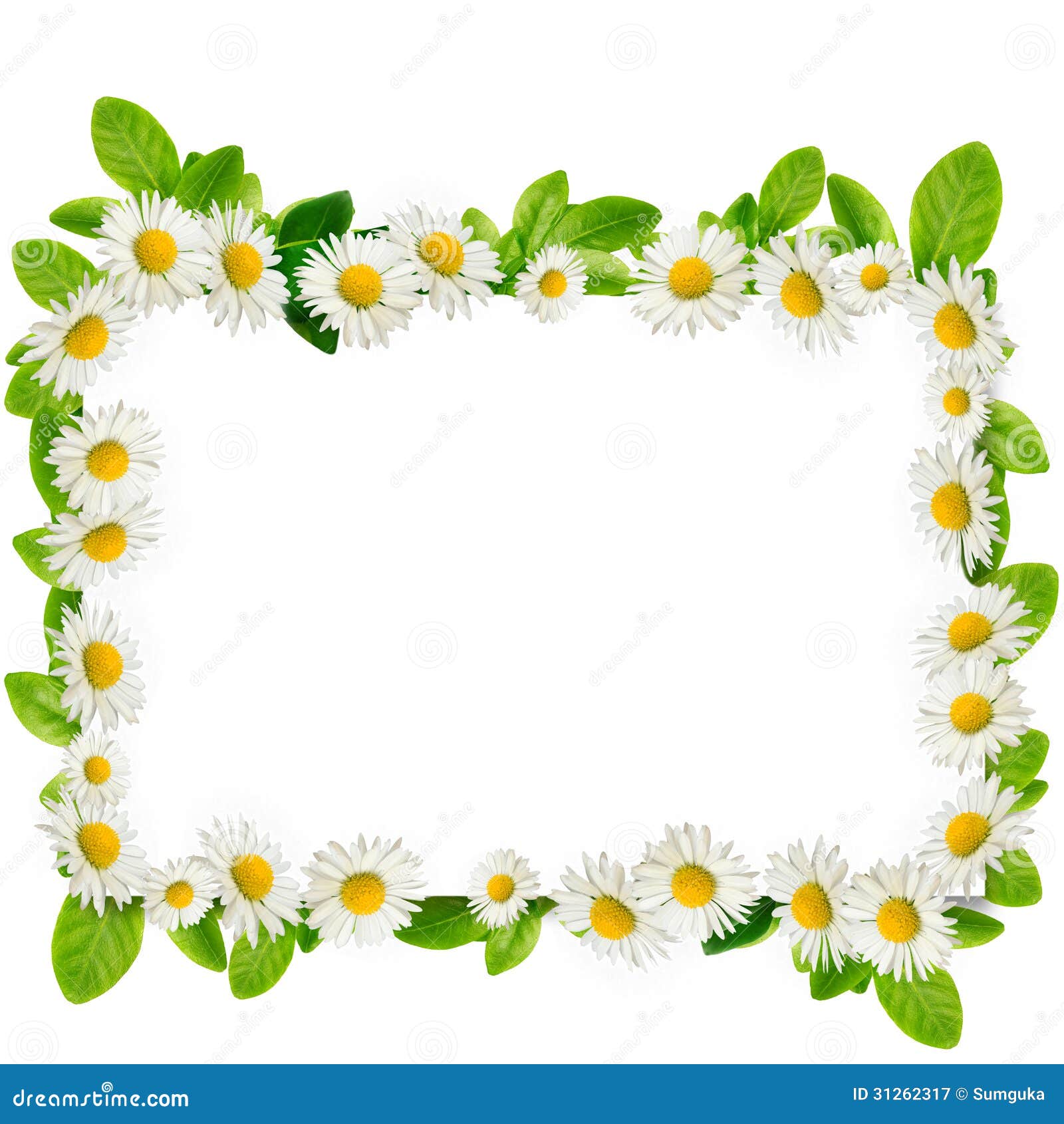 White Daisy Border Clip Art