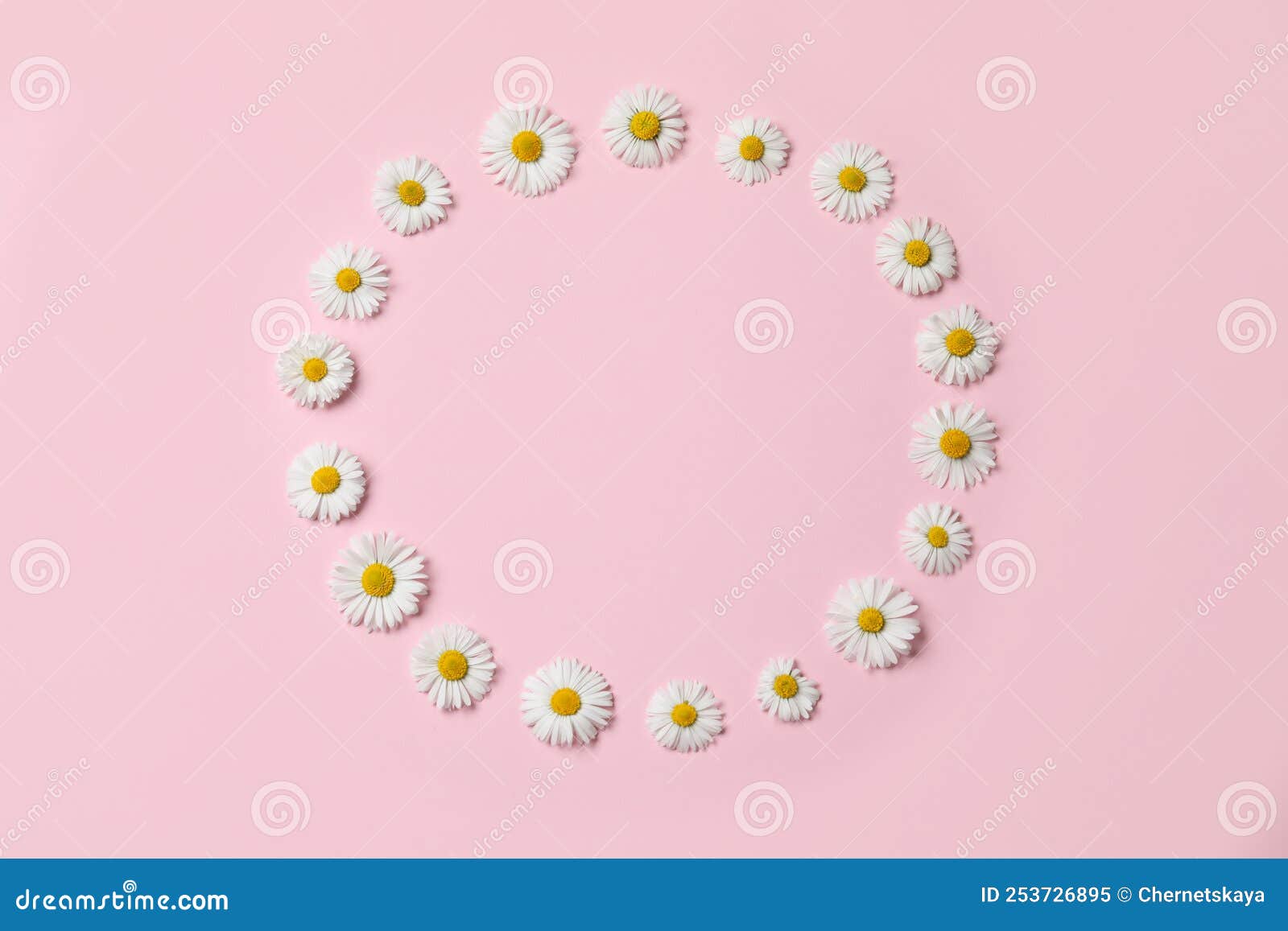 Frame of Daisy Flowers on Pink Background, Flat Lay. Space for Text ...
