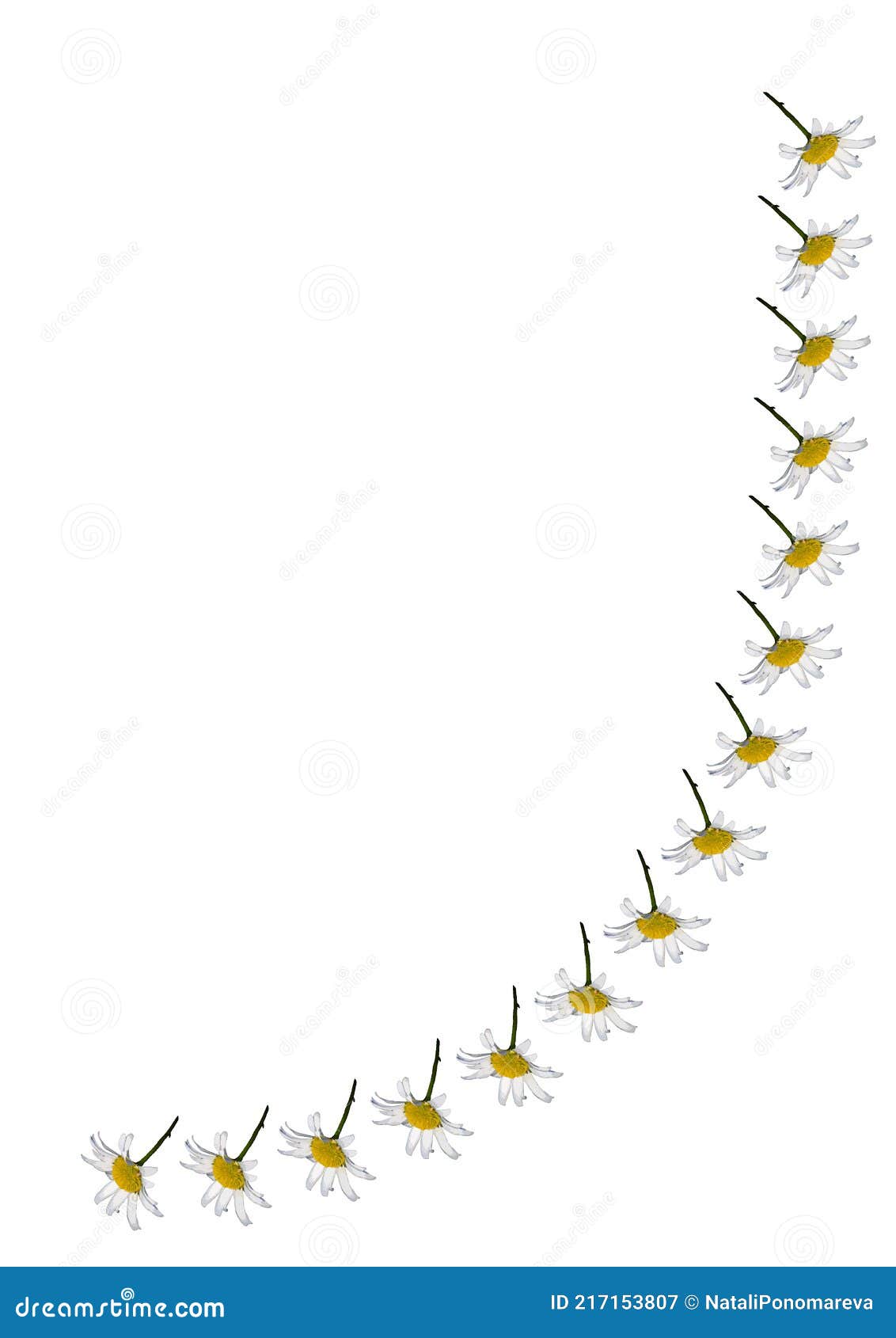 A Frame of Daisy Flowers on a White Background, the A4 Format is ...