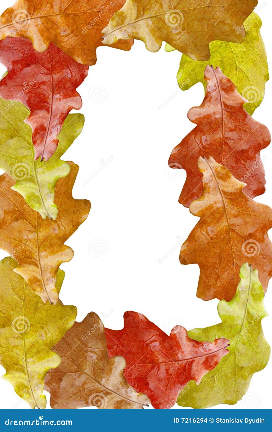 Frame das folhas foto de stock. Imagem de decorativo, isolado - 7216294