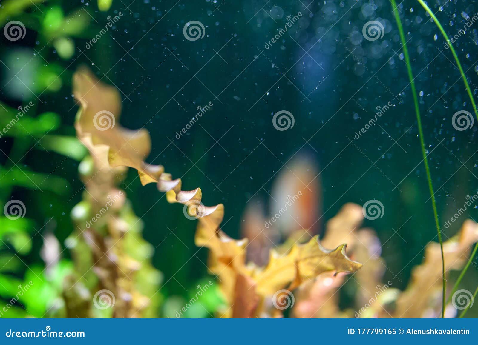 Frame in deep underwater stock image. Image of beauty - 177799165