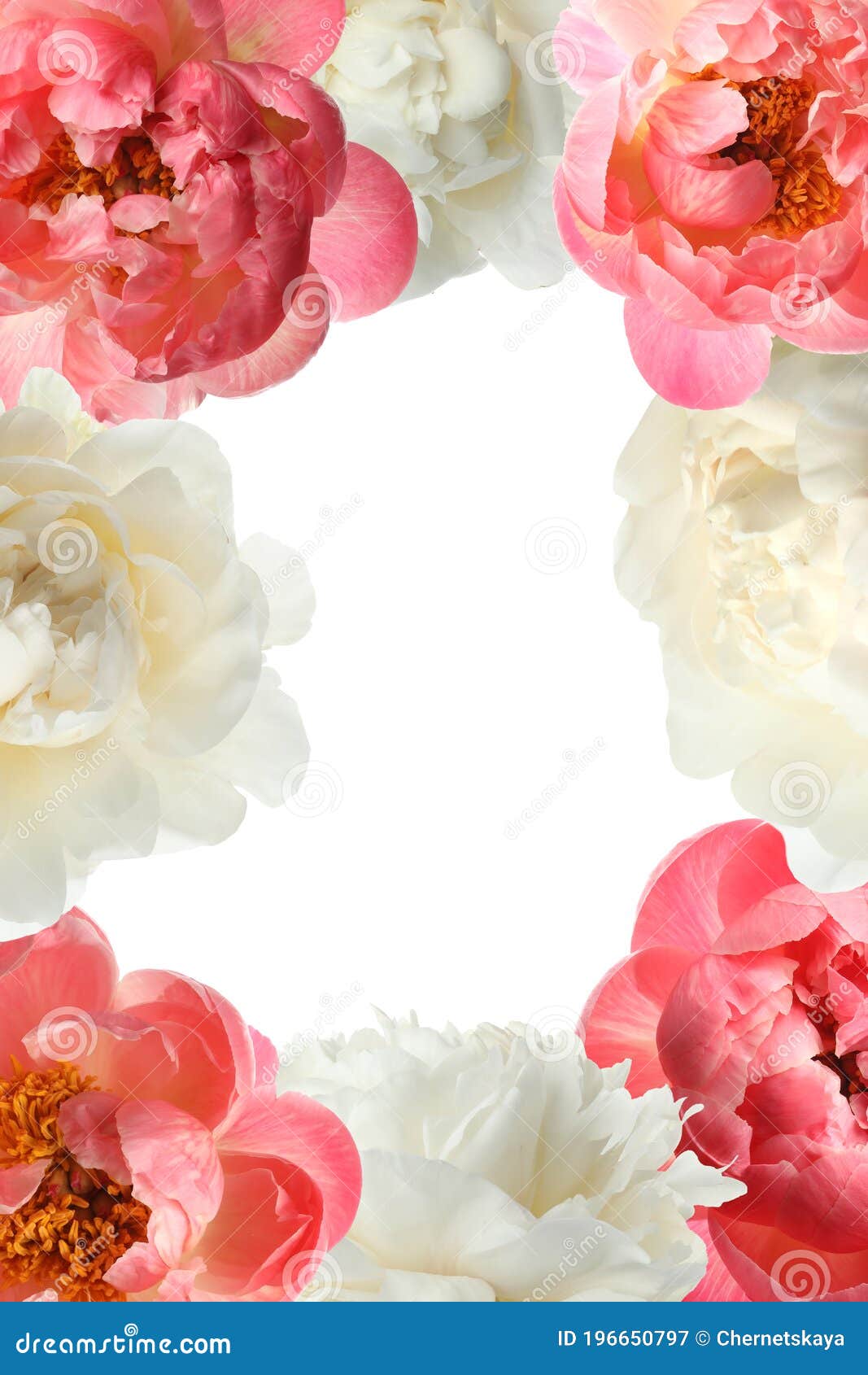Frame of Different Beautiful Peonies on White Background Stock Image ...