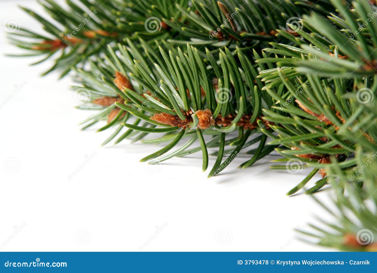 Frame do pinho do Natal foto de stock. Imagem de verde - 3793478