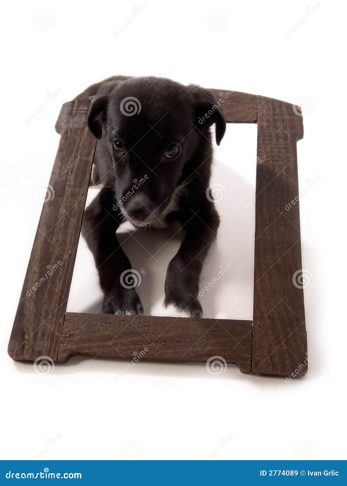 Frame dog stock image. Image of cute, doggy, black, present - 2774089