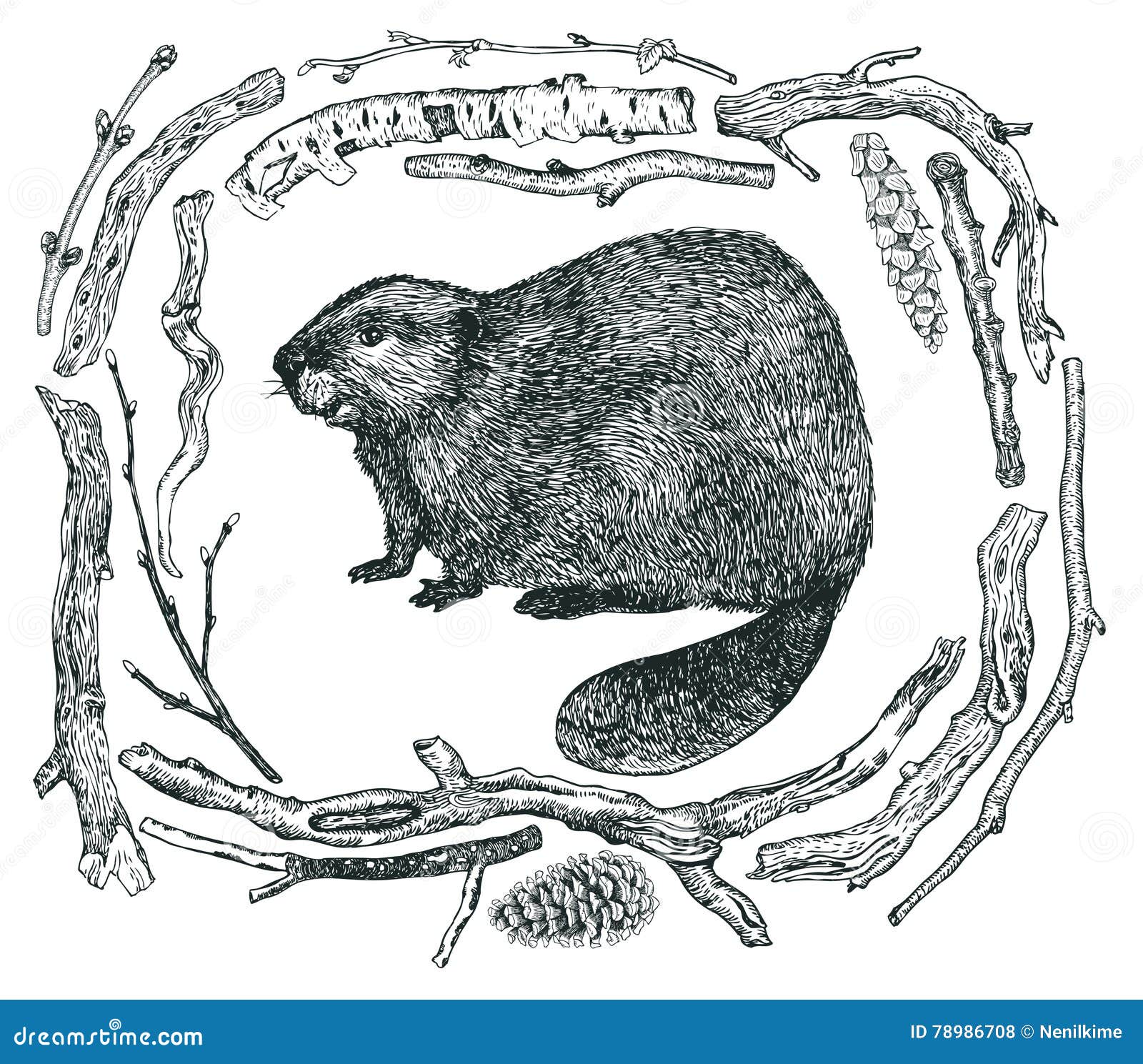 Beaver Drawing