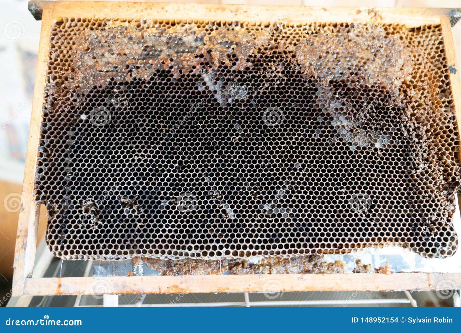 Frame Empty of Bees Honeycomb for Larvae of Bee Hive Stock Photo ...