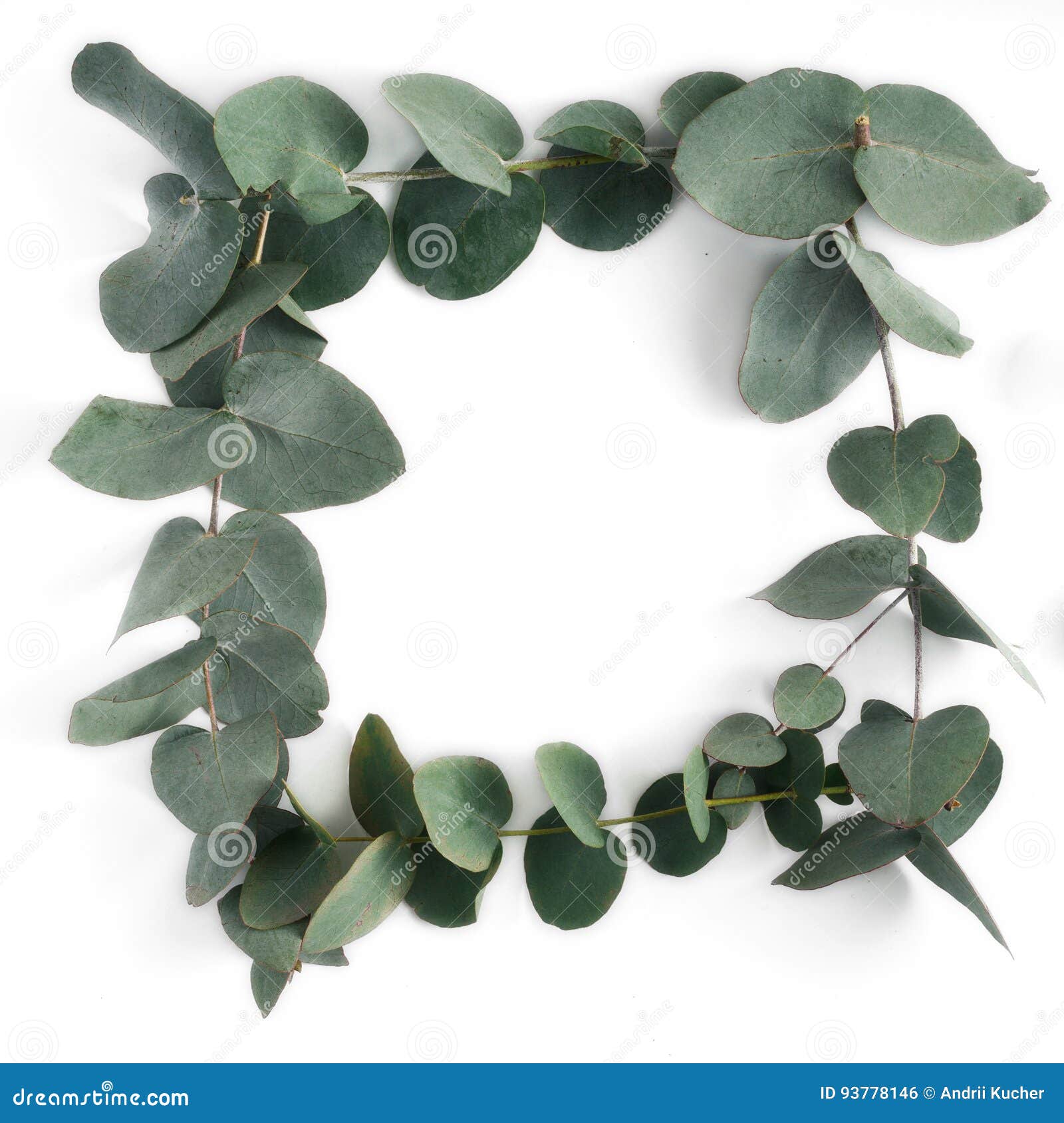 Frame of Eucalyptus on a White Background Stock Photo - Image of bright ...