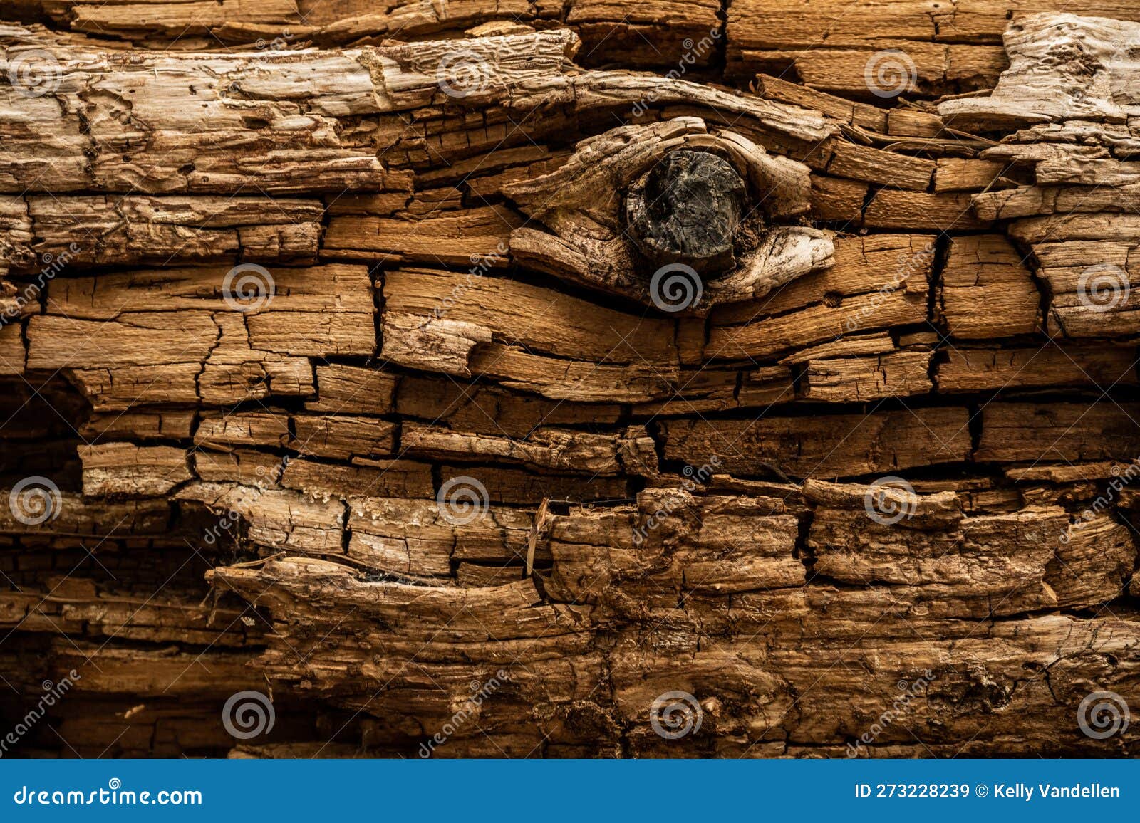 Frame Filled with Decomposing Log with Large Knot Stock Image - Image ...
