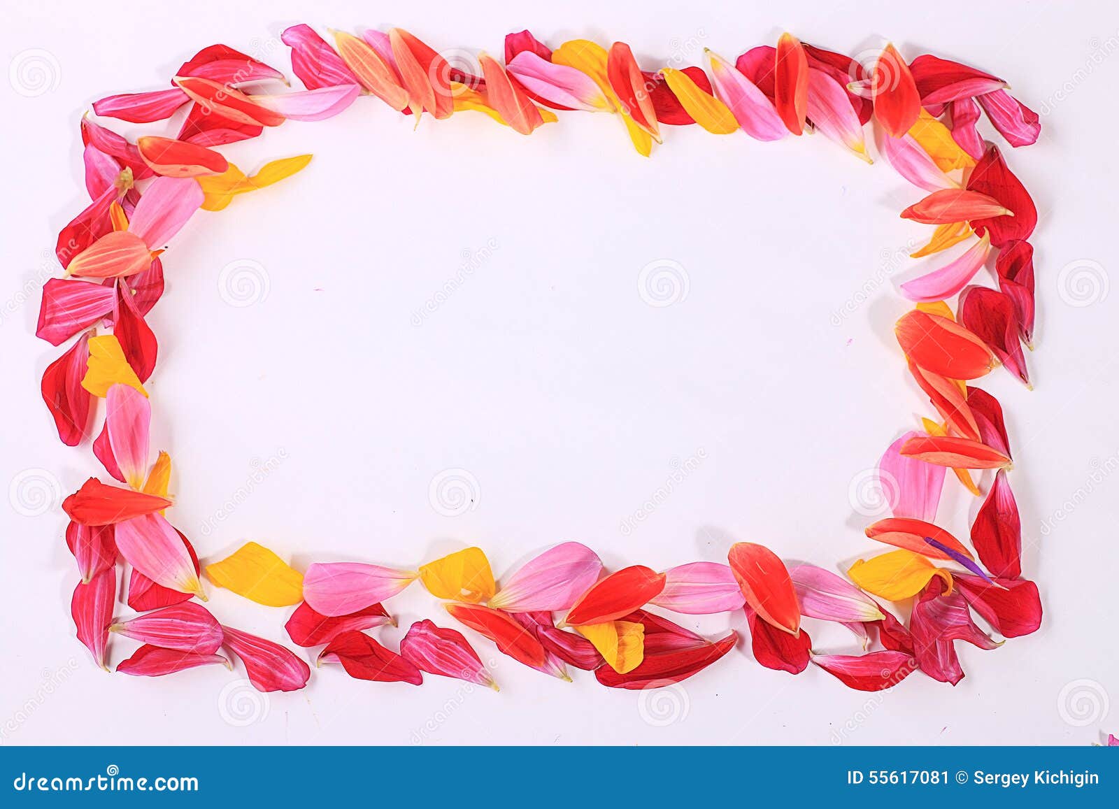 Frame from flower petals stock image. Image of decoration - 55617081